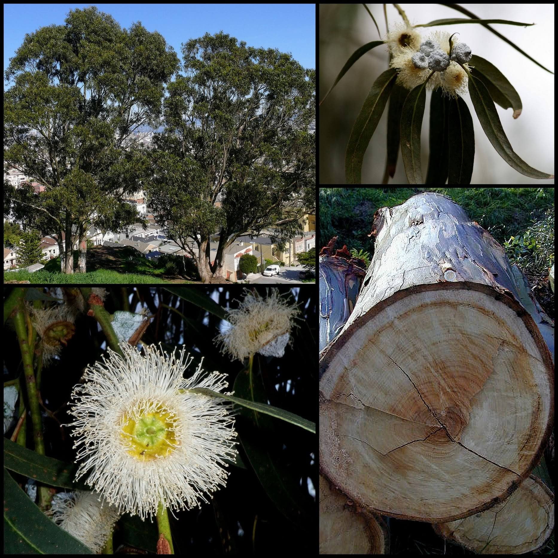 25 TASMANIAN Blue Gum TREE / EUCALYPTUS Globulus Flower Seeds - Walmart.com