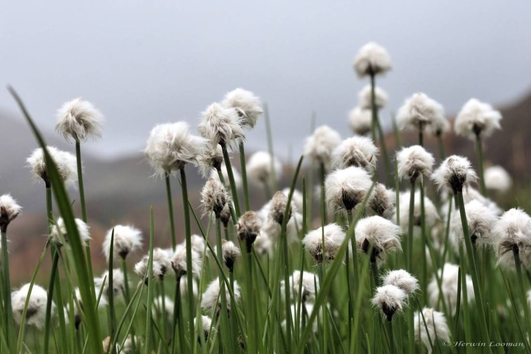 25 TAWNY COTTONGRASS Flower Seeds Eriophorum Virginicum Hare's Tail ...