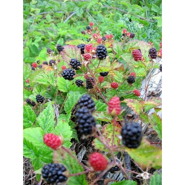 25 TRAILING BLACKBERRY Pacific Rubus Ursinus Vining Shrub Fruit Berry ...