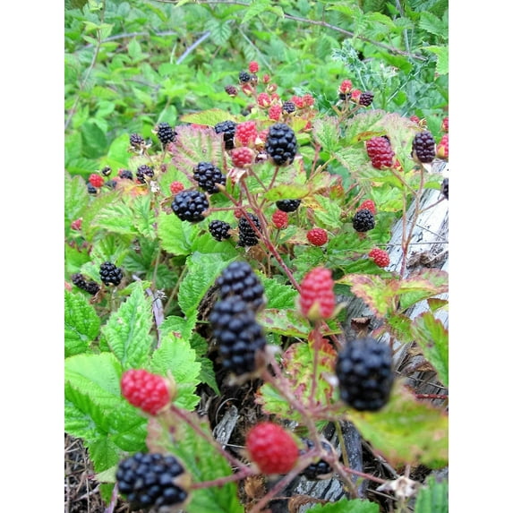 Seedville USA, Trailing Blackberry Seeds, Pacific Rubus Ursinus, 25 ...