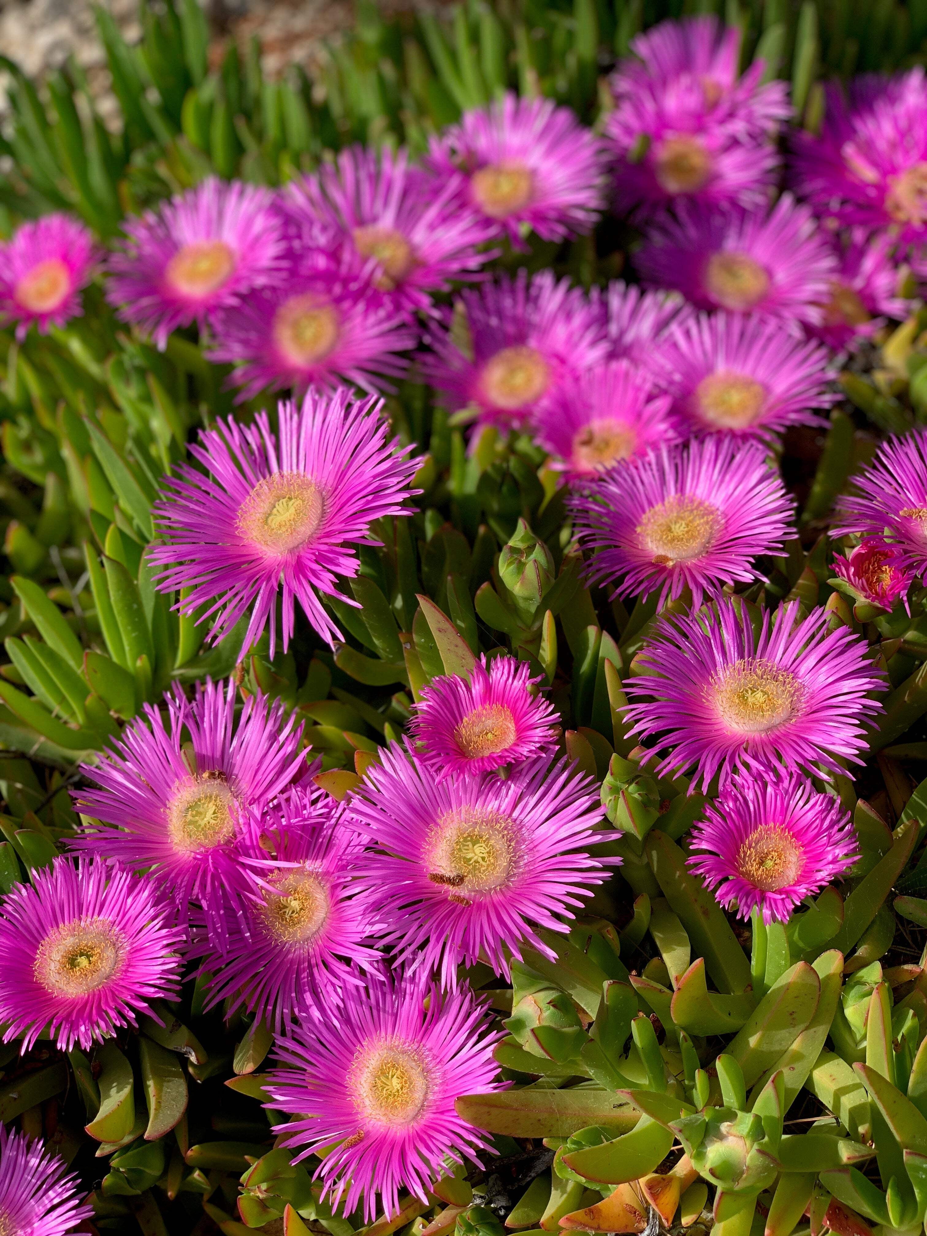 Walmart's 25 Stardust Ice Plant Seeds, Magenta Fuchsia Delosperma ...