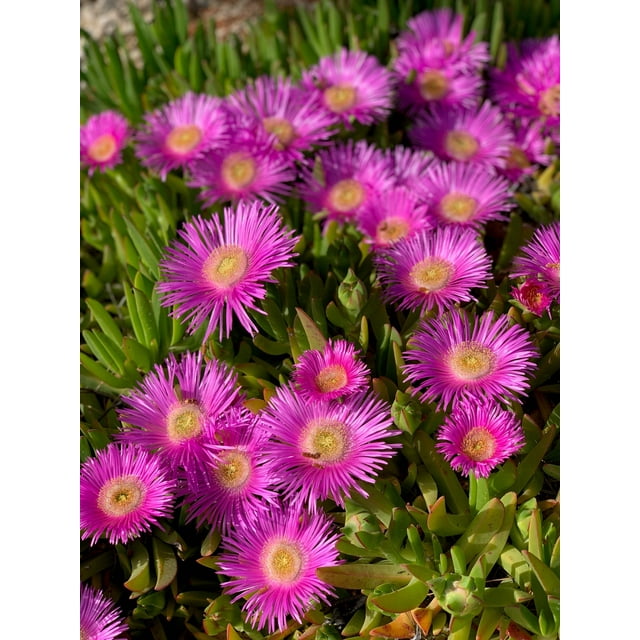 Walmart's 25 Stardust Ice Plant Seeds, Magenta Fuchsia Delosperma ...