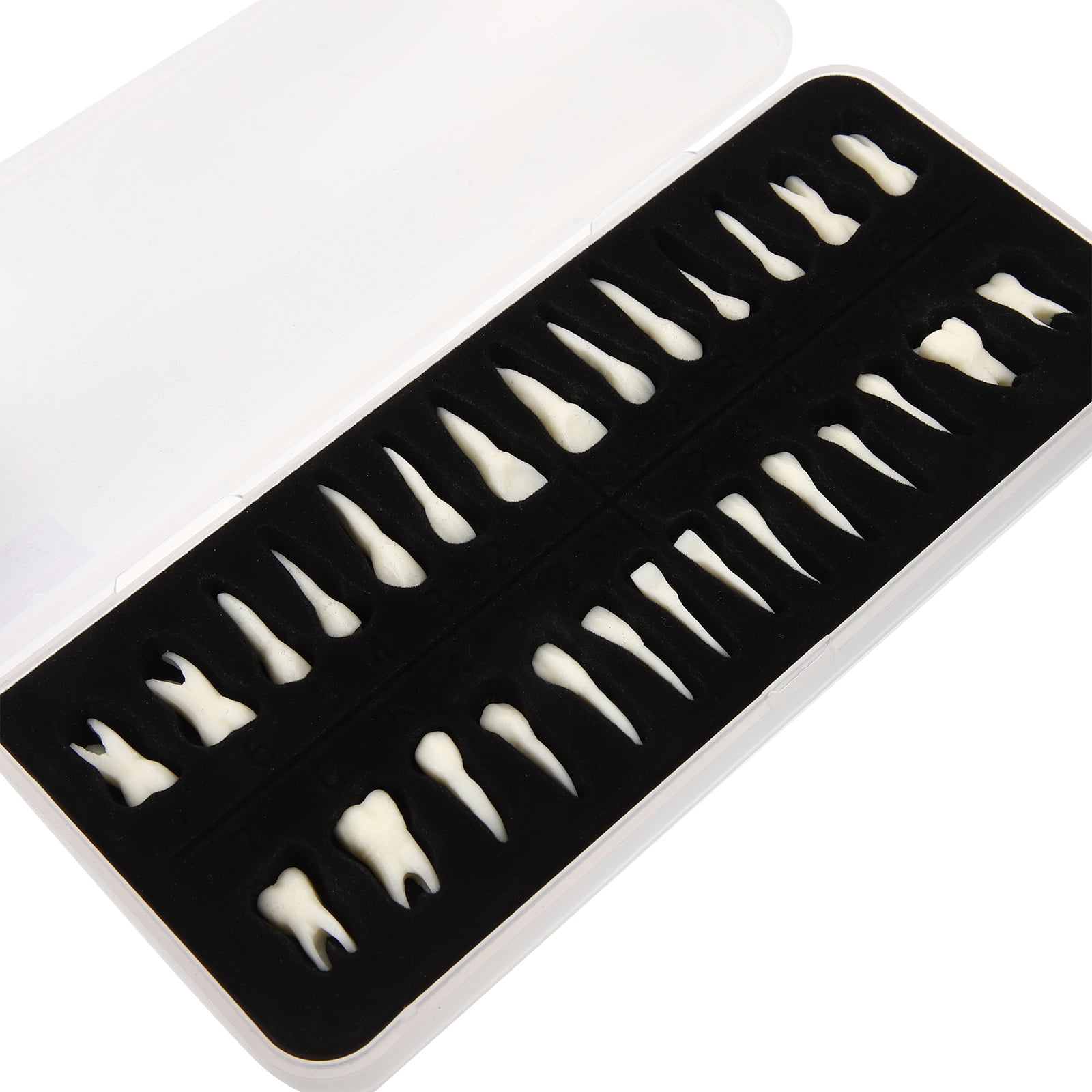 25 Tooth Models Props Tool Decorating Tools Classroom Teaching Teeth ...