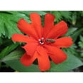 25 VESUVIUS CAMPION Red Orange Lychnis Arkwrightii Catchfly Flower ...