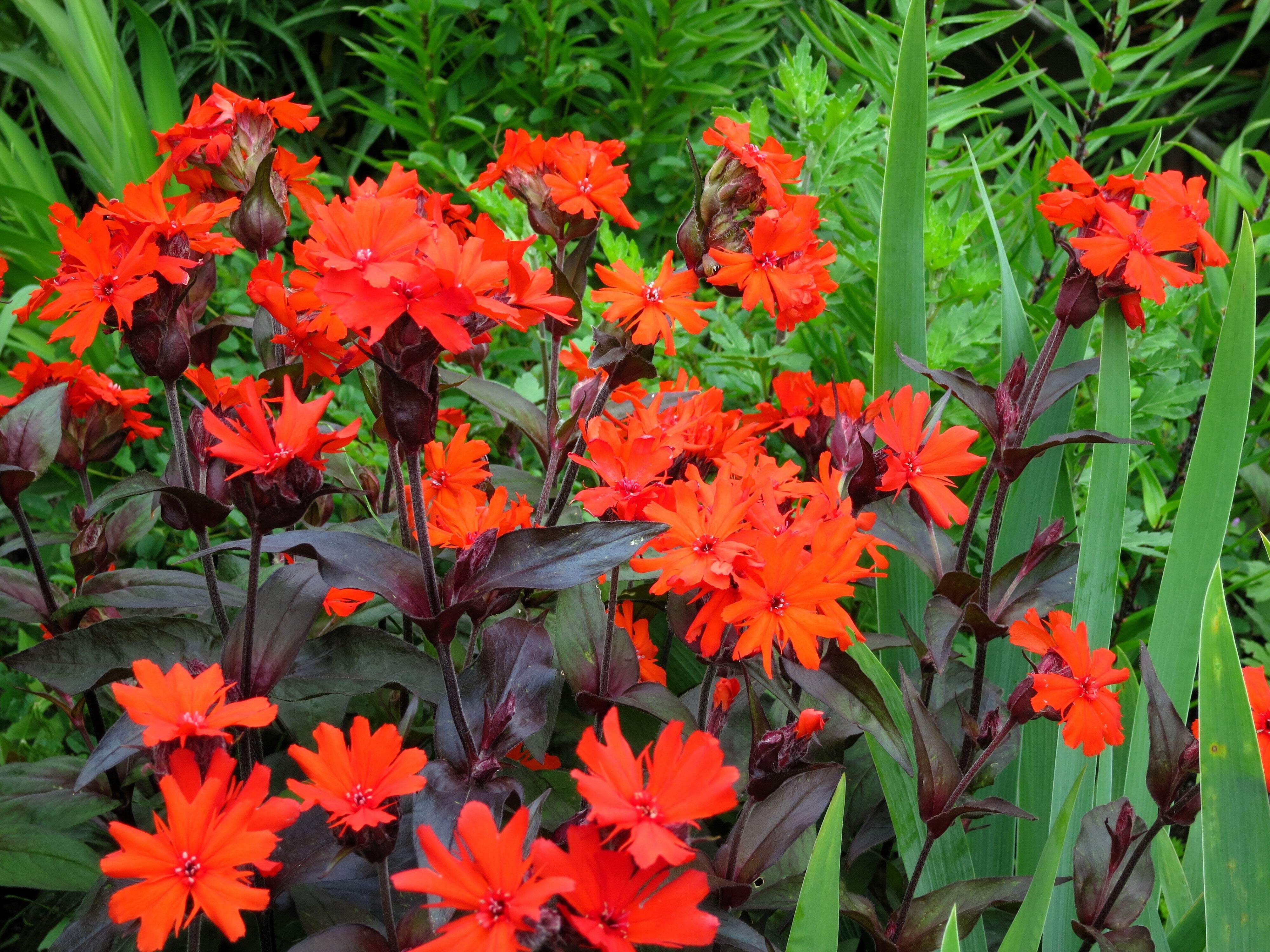 25 VESUVIUS CAMPION Red Orange Lychnis Arkwrightii Catchfly Flower ...