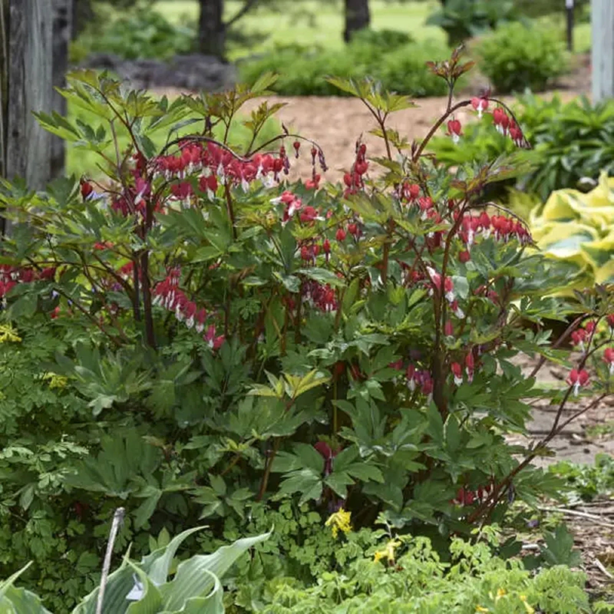 25 Maroon Bleeding Heart Seeds - Walmart.com