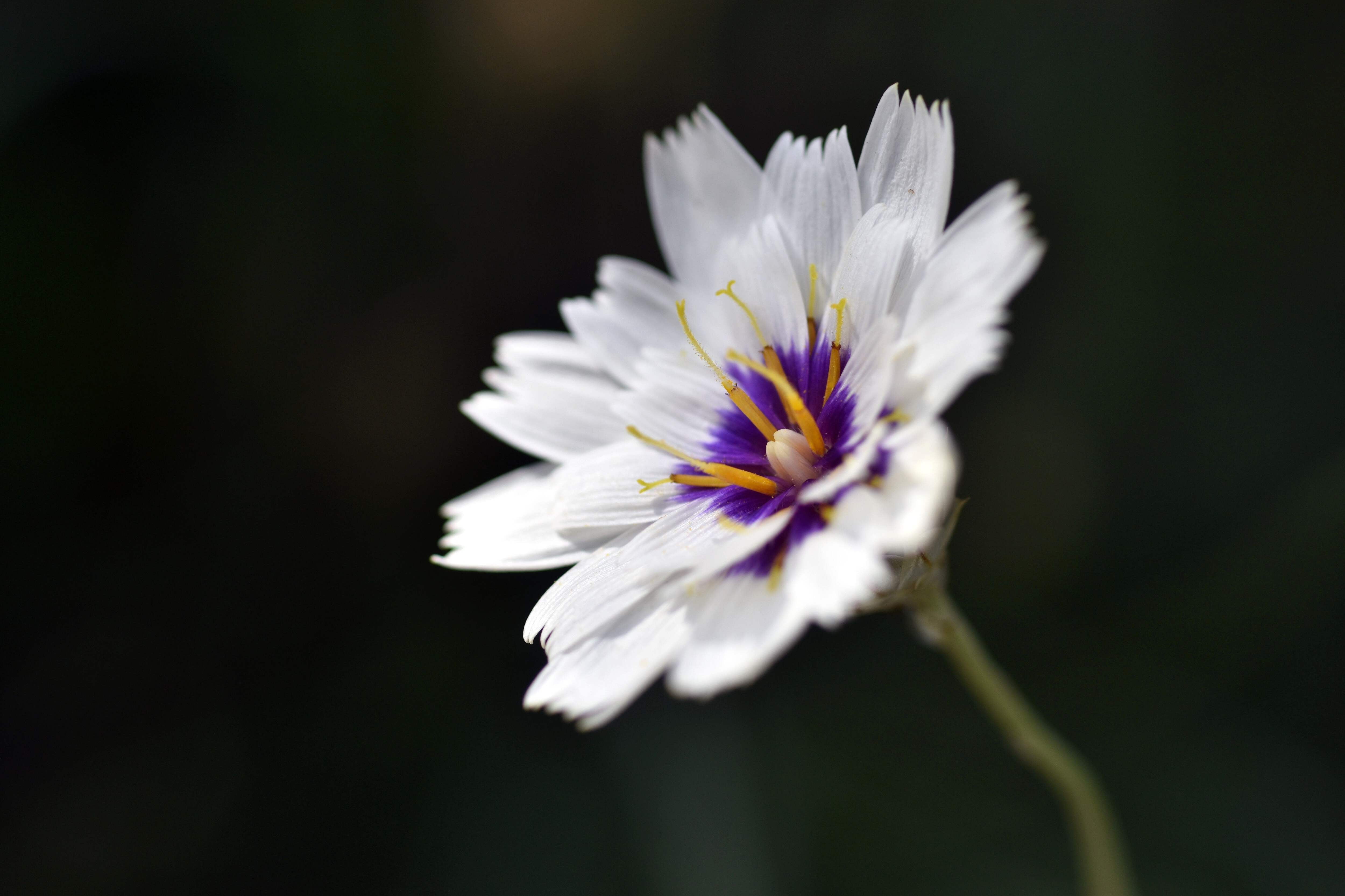 25 WHITE CUPID'S DART Love Plant Catananche Caerulea Flower Seeds ...