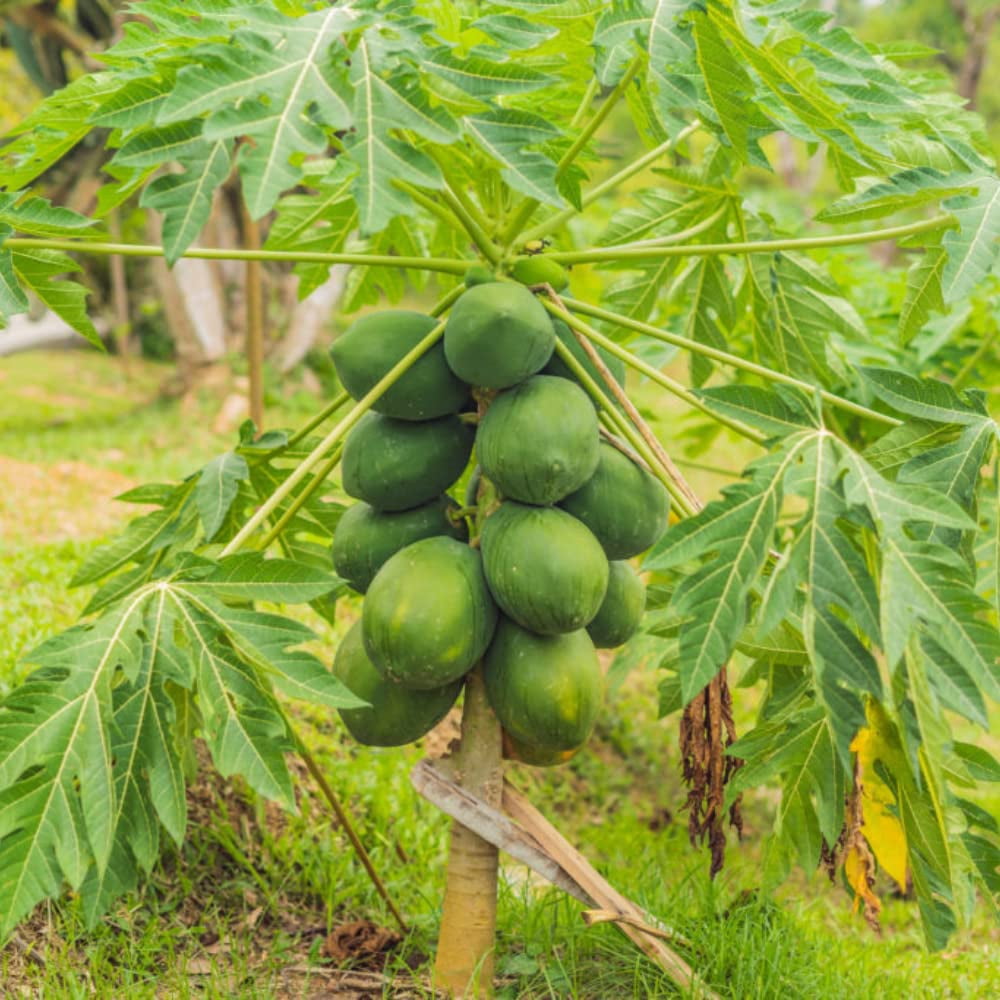 25 Waimanalo Papaya Seeds Dwarf Papaya Fruit MHD1Seeds for Planting ...