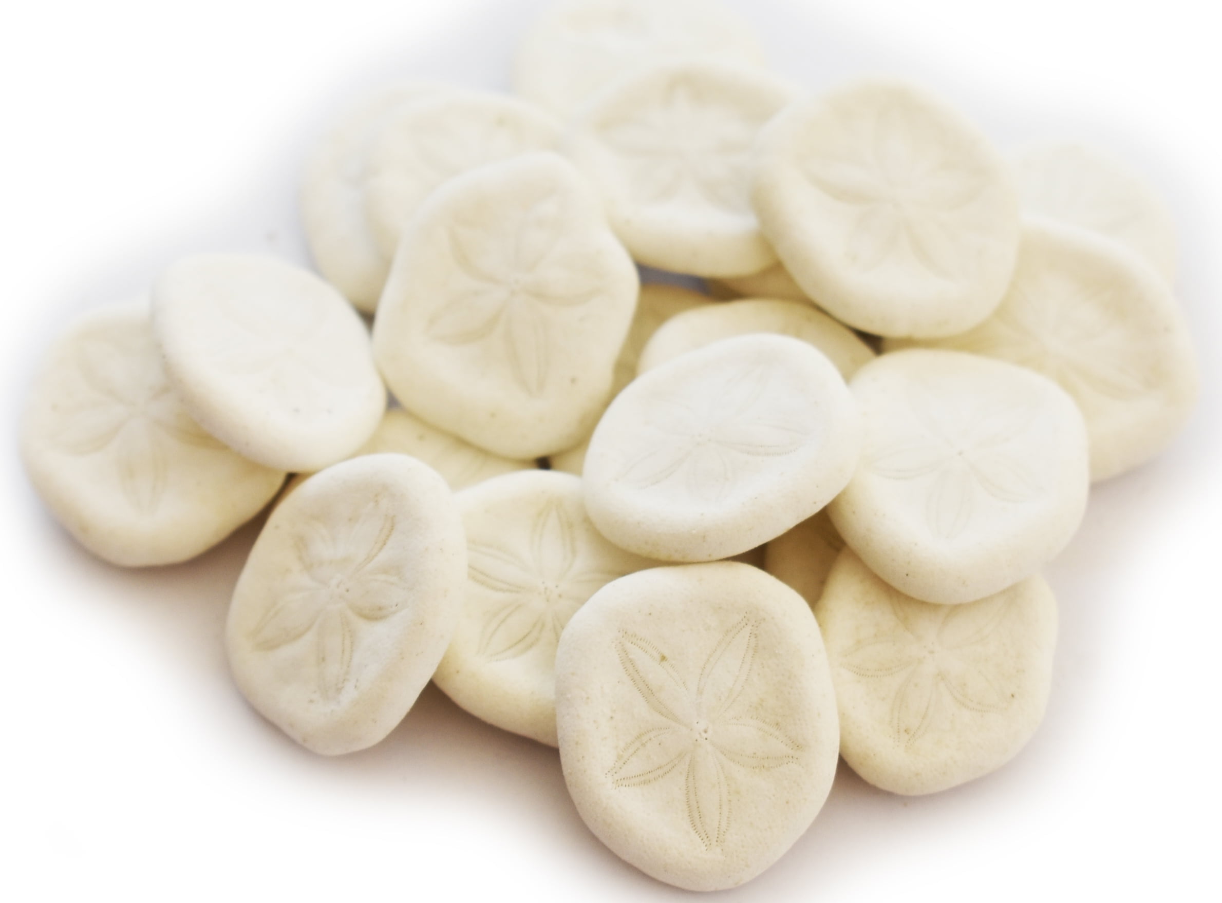 25 White Baby Sea Biscuits (Sea Cookies/Sand Dollars) 1-1 1/2" Beach ...