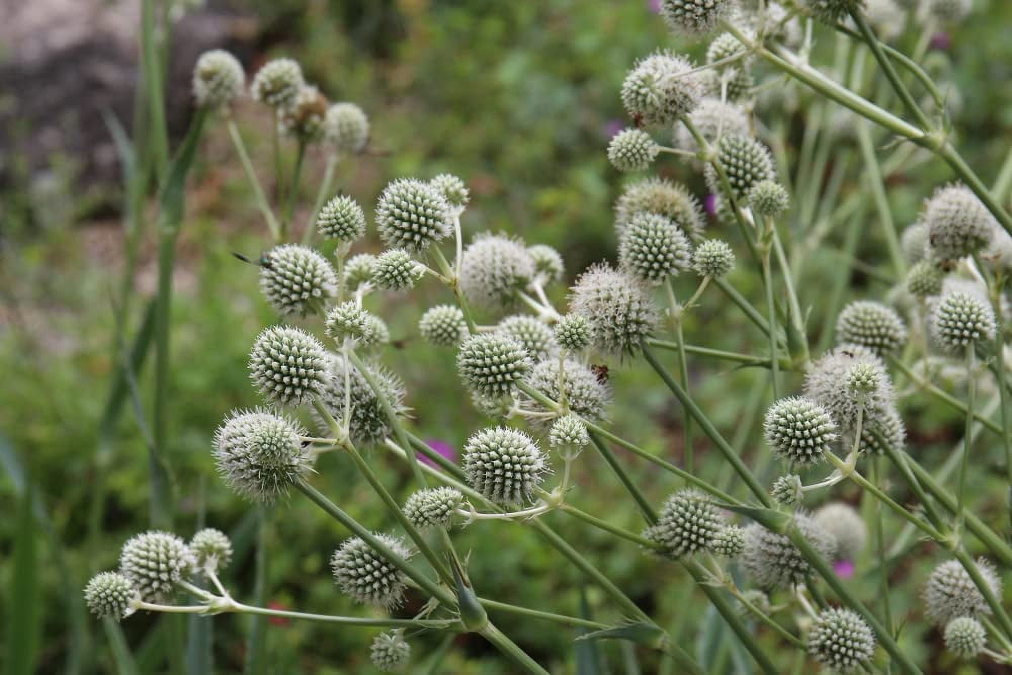 25 White Glitter Sea Holly Seeds - Eryngium Flower Seeds - Walmart.com