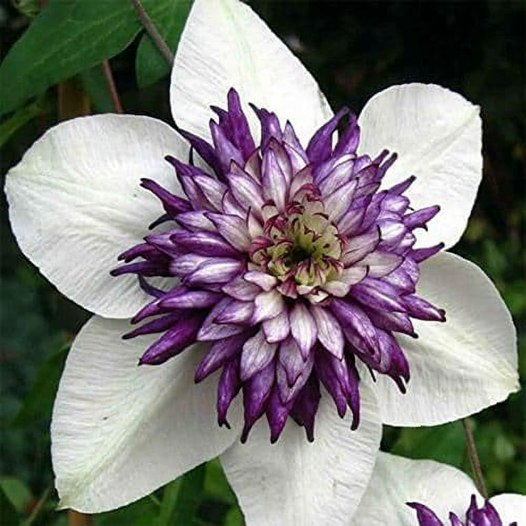 White Purple Clematis
