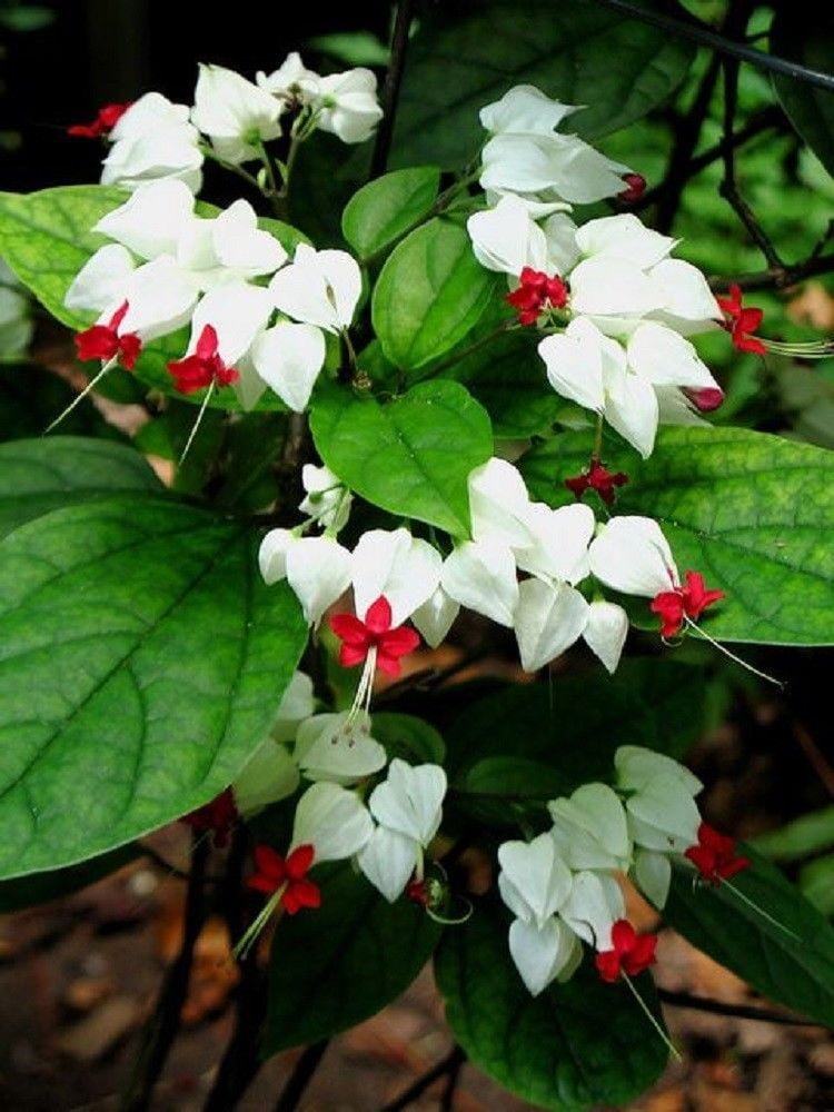 25 White Red Bleeding Heart Seeds Flowers Perennial Flower Seed 313 US ...
