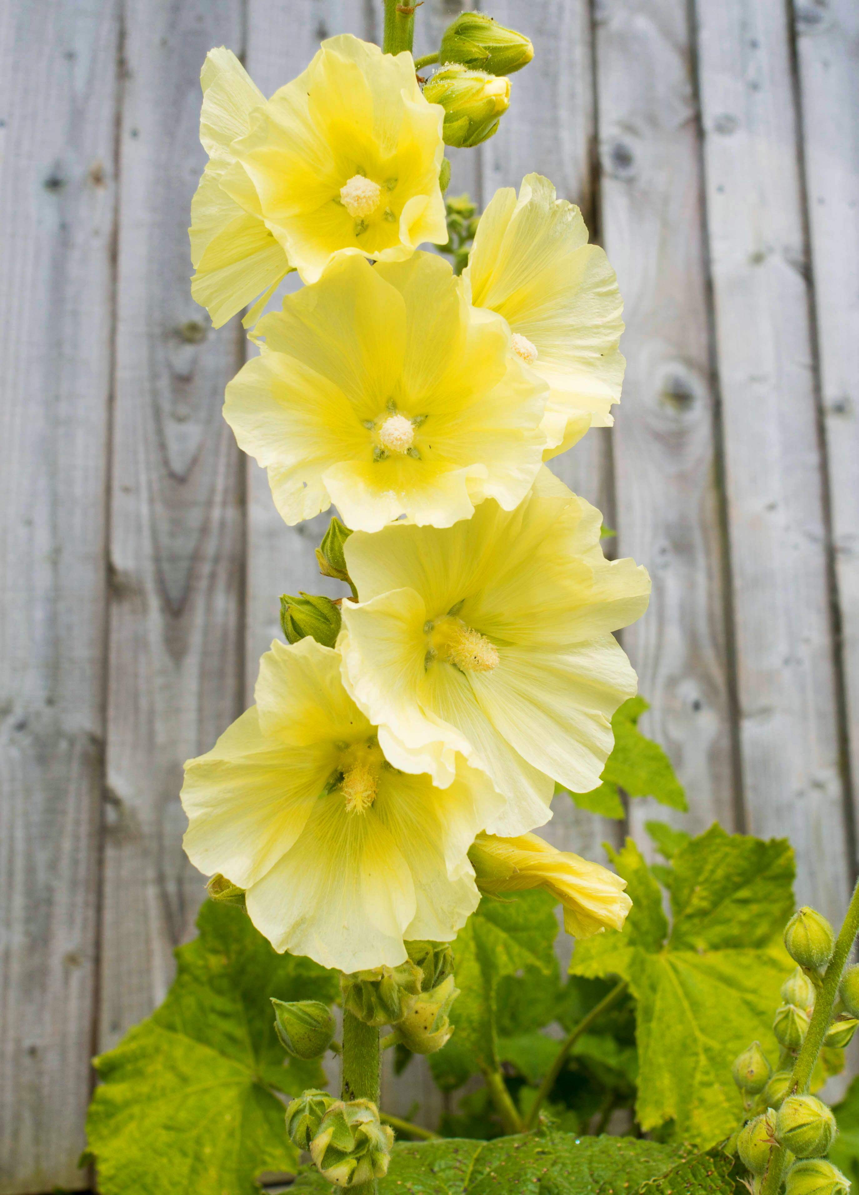 25 YELLOW HOLLYHOCK Alcea Rosea Flower Seeds Perennial - Walmart.com