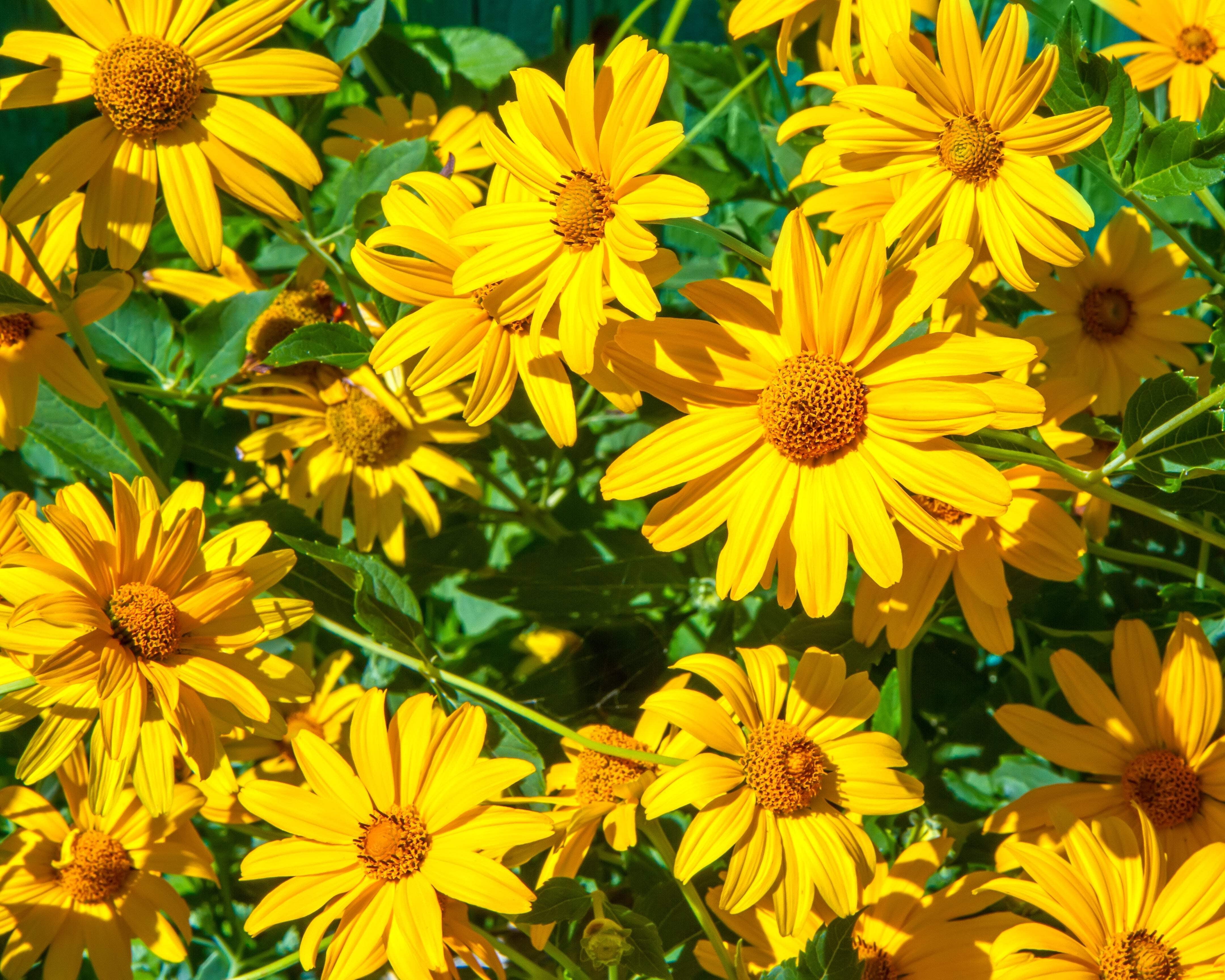 25 YELLOW Torch MEXICAN SUNFLOWER Tithonia Speciosa Flower Seeds ...