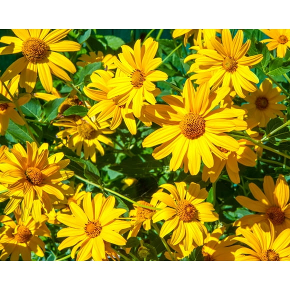 Sunflower Flower Seeds in Seed Gardening - Walmart.com