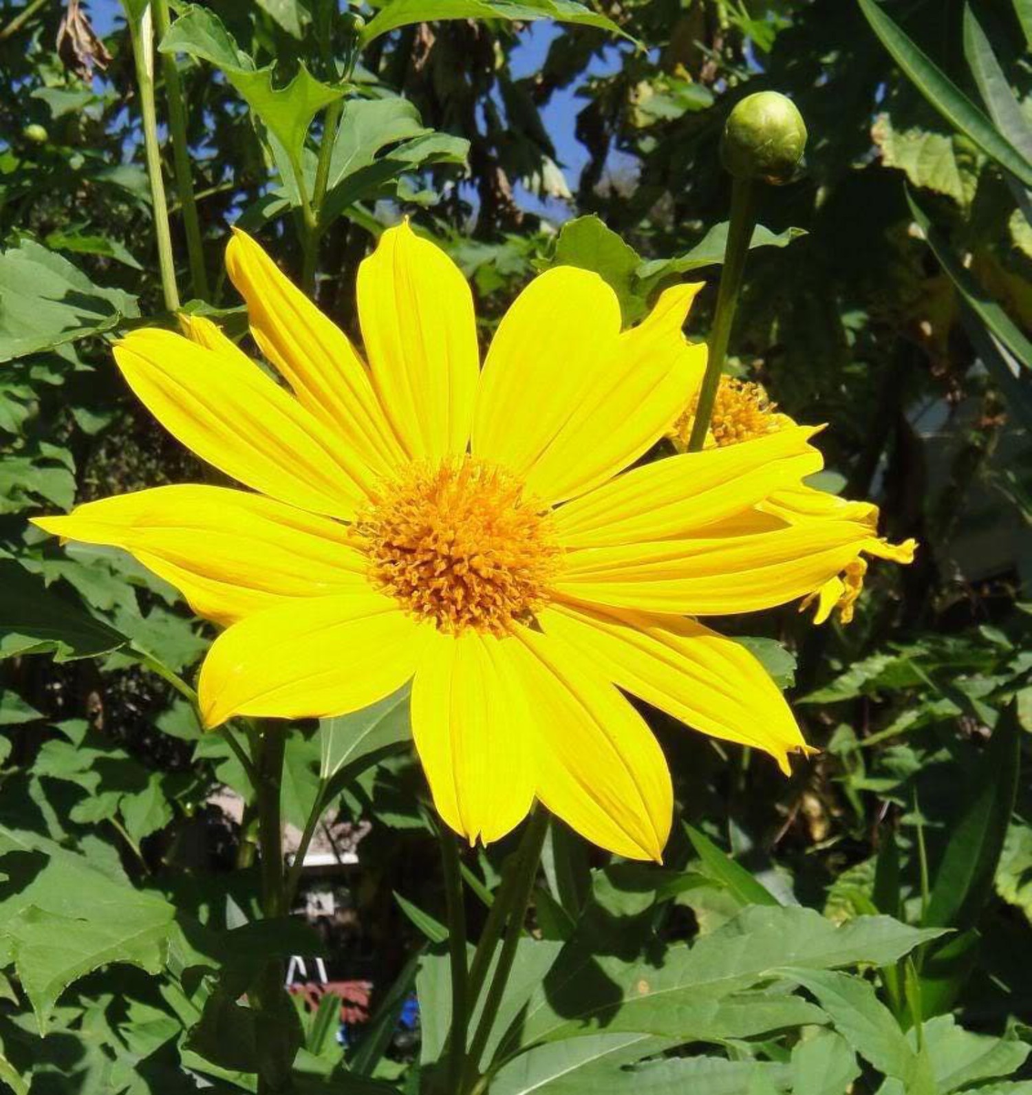 25 YELLOW Torch MEXICAN SUNFLOWER Tithonia Speciosa Flower Seeds ...