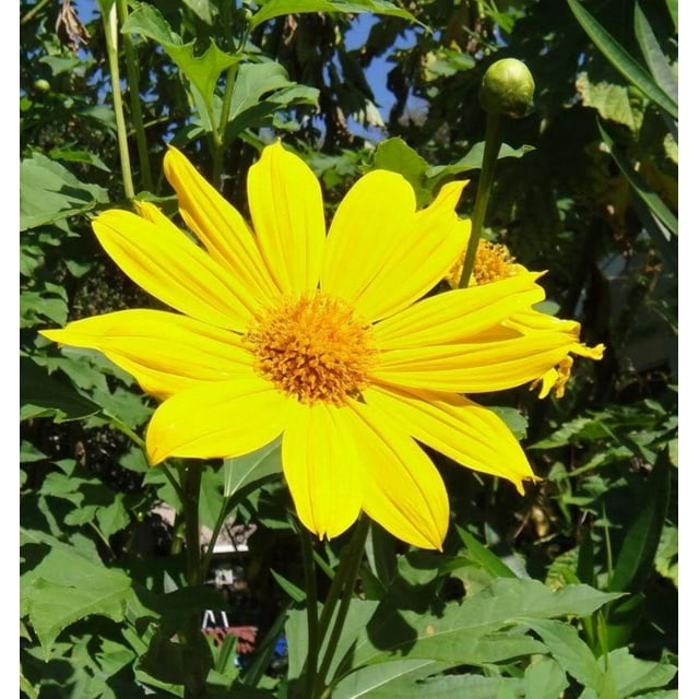 25 YELLOW Torch MEXICAN SUNFLOWER Tithonia Speciosa Flower Seeds ...