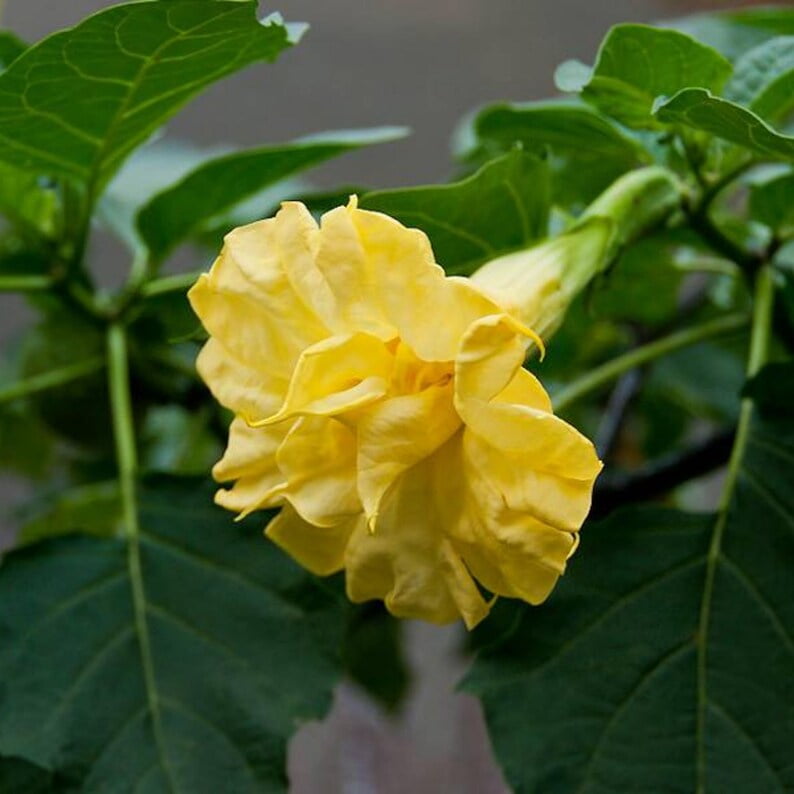 25 Yellow Double Seeds - Perennial Drought Self-Pollinating Herb for ...