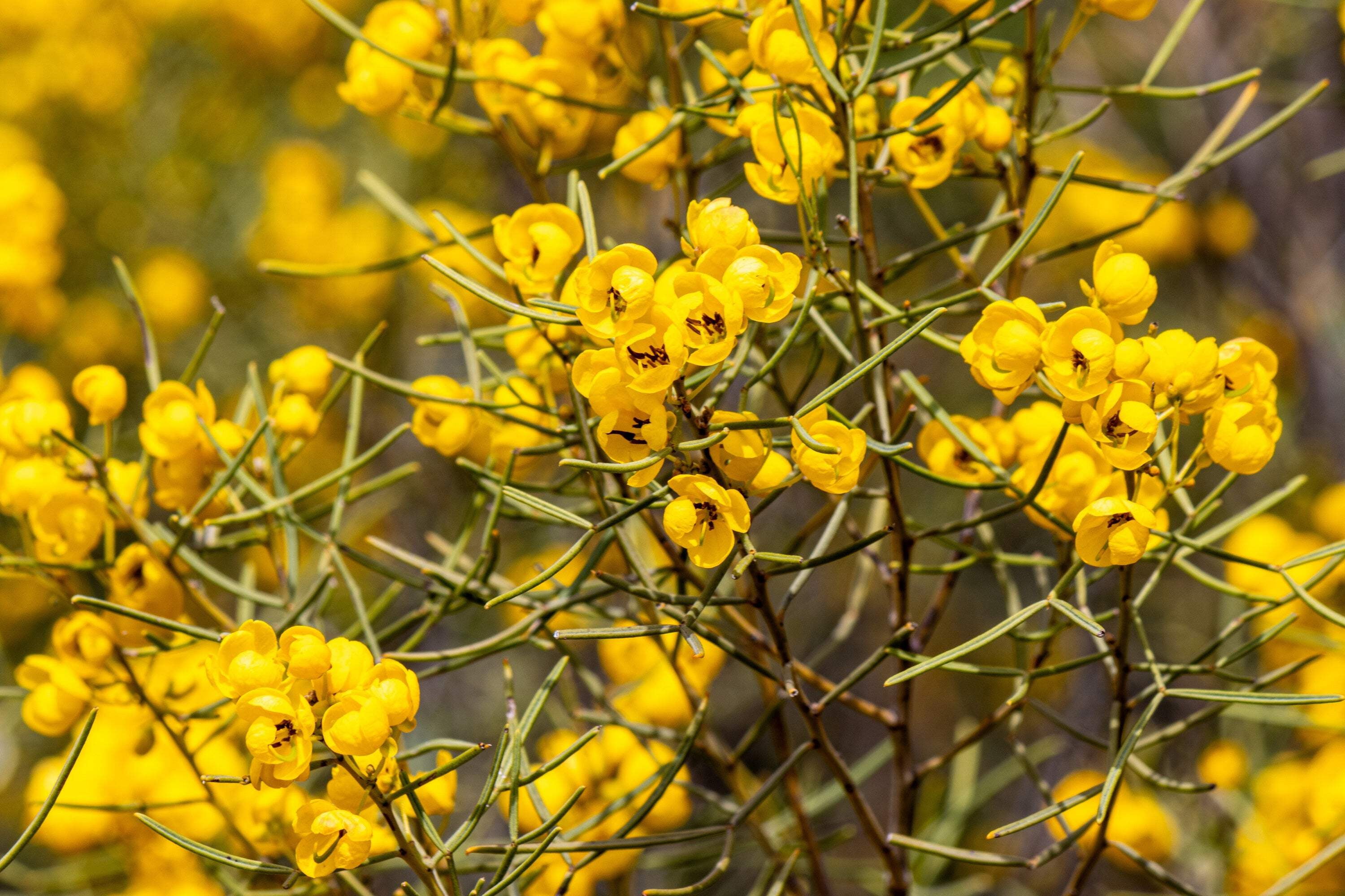25 Yellow SILVER CASSIA Silvery Leaf Senna Artemisioides Seeds ...