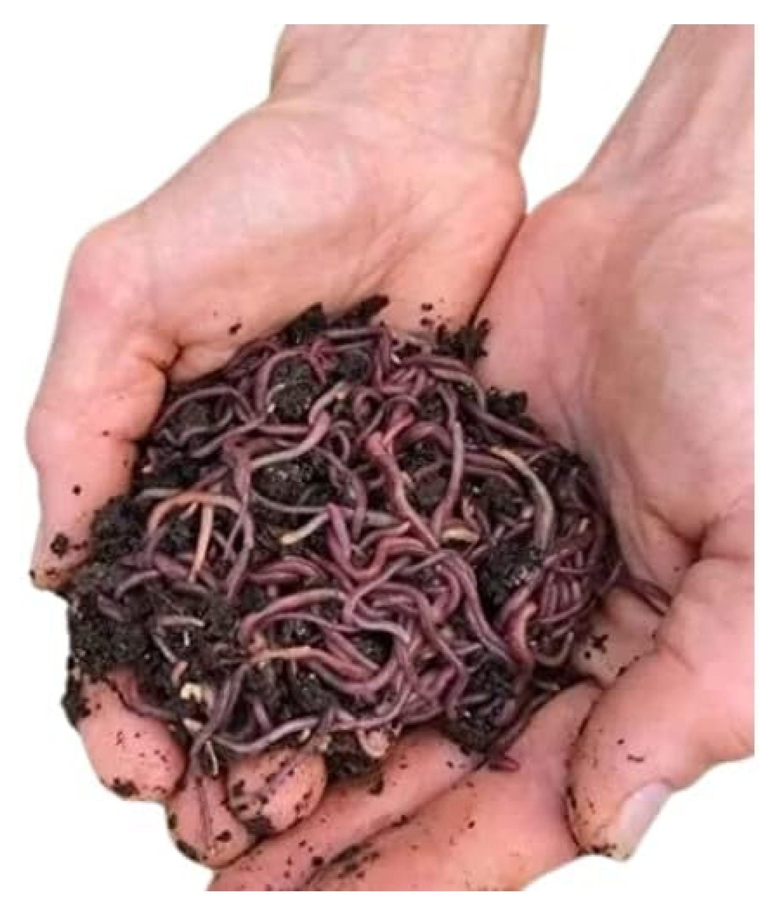 250+ (1/4LB) Live Red Wiggler Composting Worms - Live Delivery ...