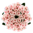 250 Assorted Pink Roses- Beautiful Fresh Cut Flowers- Express Delivery ...