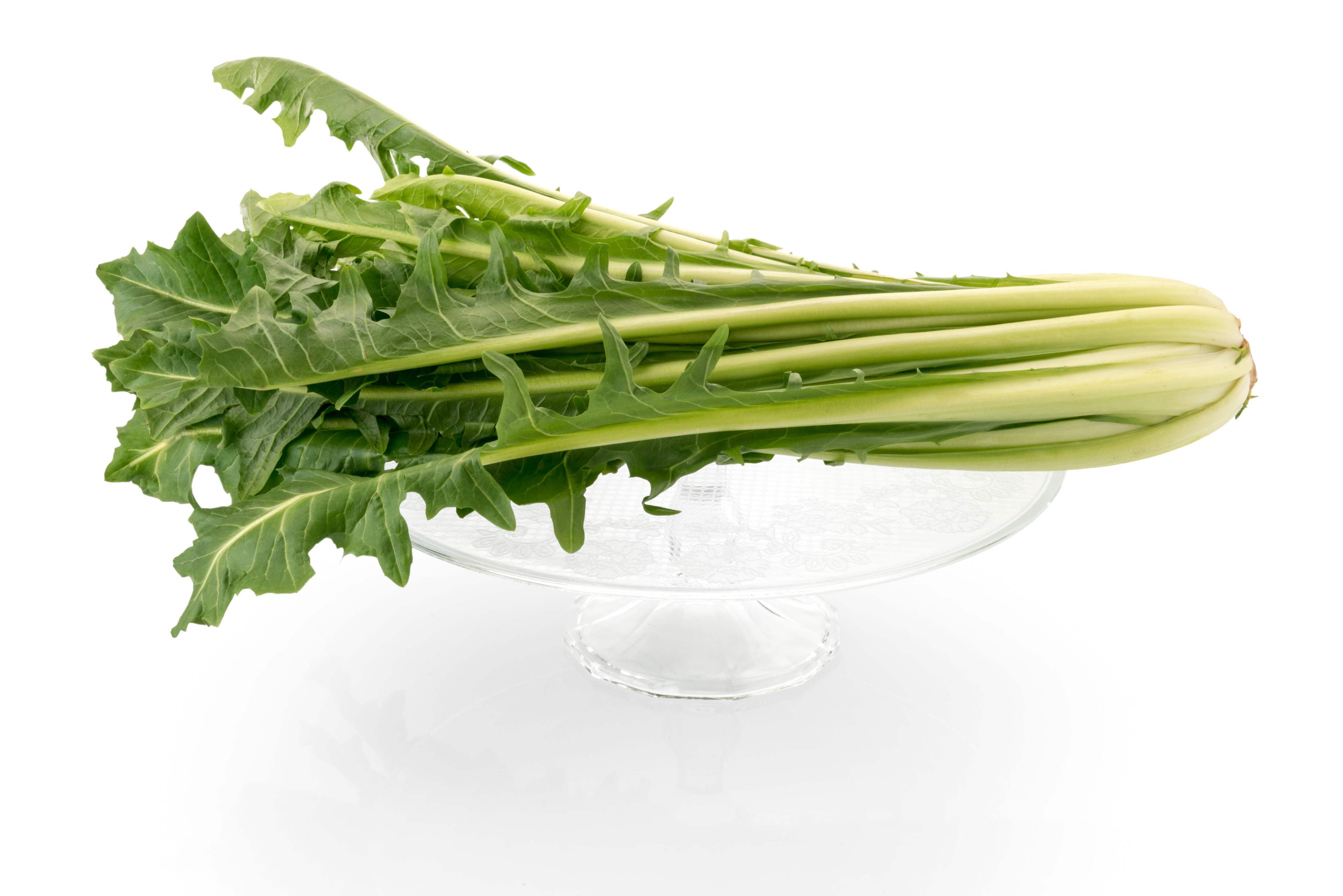 250 CICORIA CATALOGNA Puntarelle Chicorium Chicory Vegetable Seeds ...