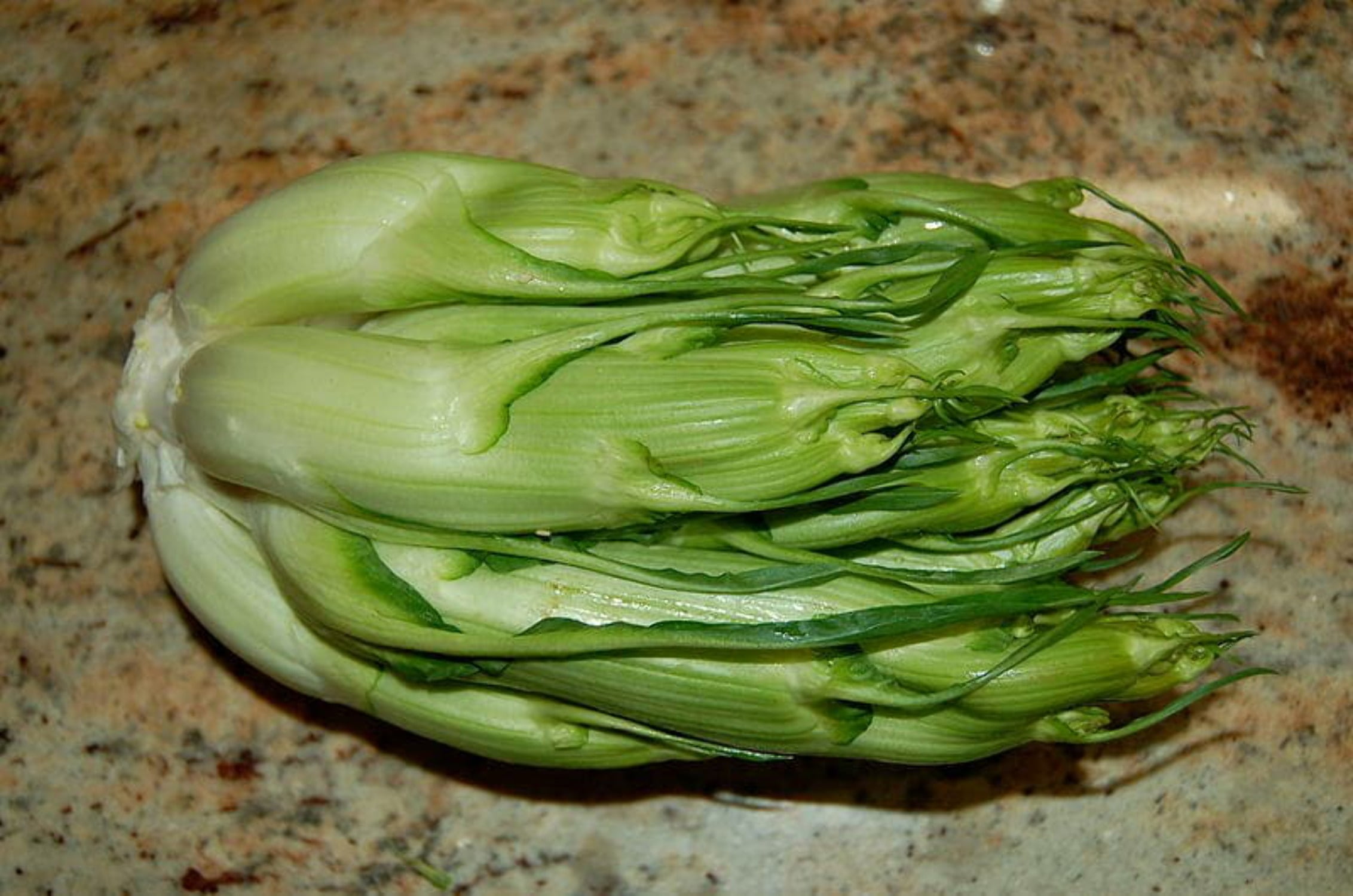 250 CICORIA CATALOGNA Puntarelle Chicorium Chicory Vegetable Seeds ...