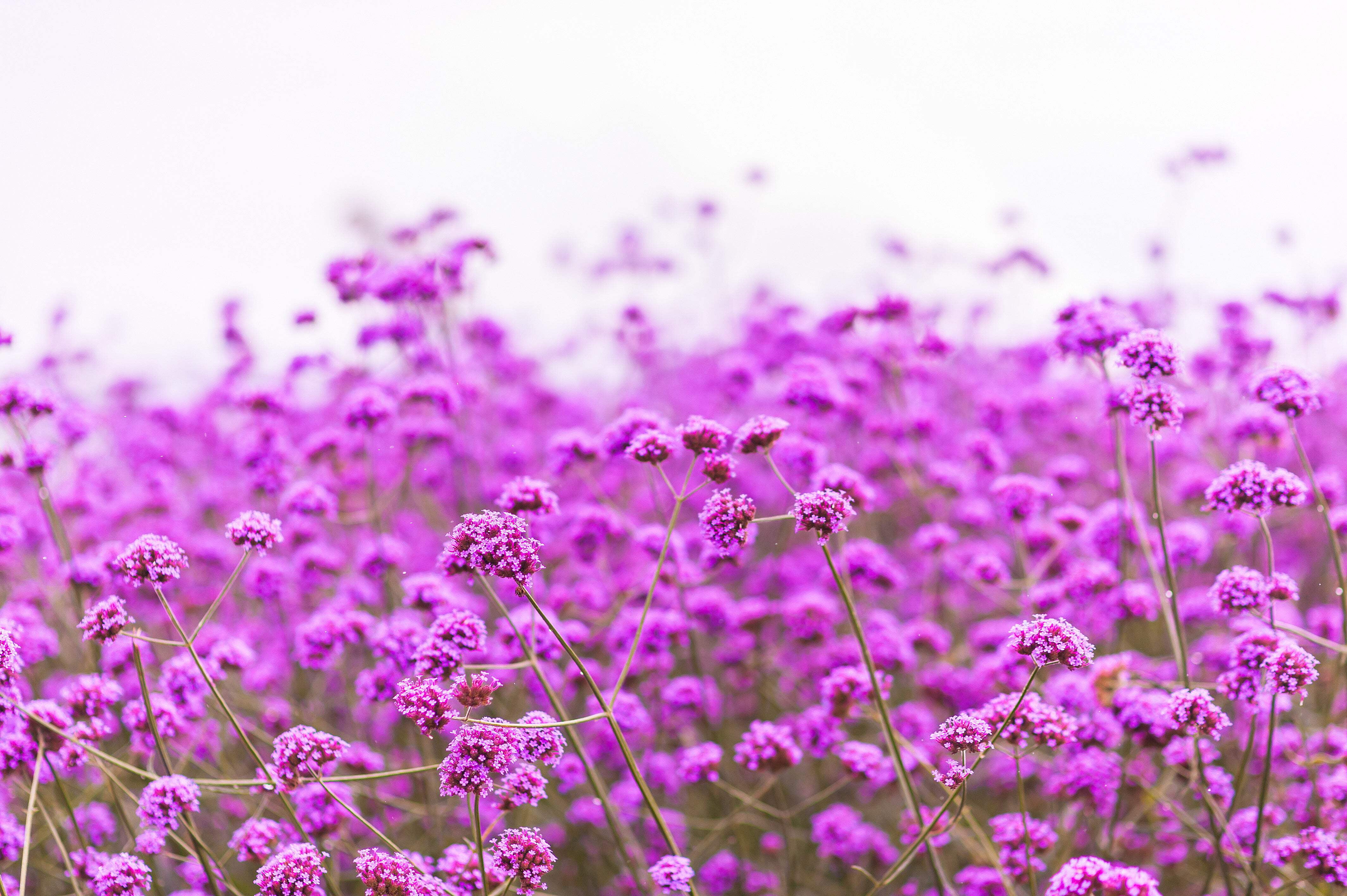 250 COMMON VERVAIN Verbena Officinalis European Herb Pink Purple Flower ...