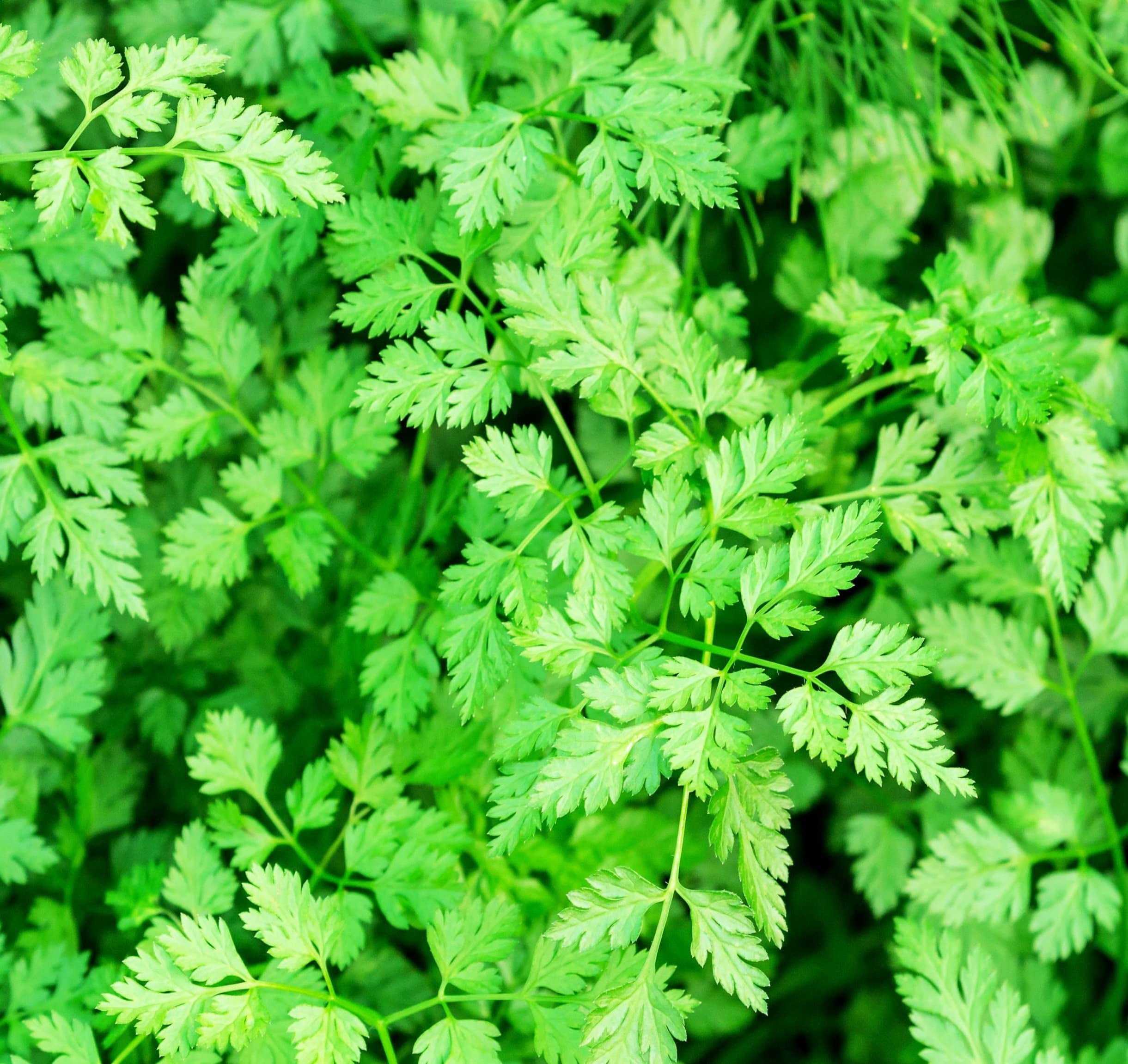 250 Chervil Herb Seeds for Planting - Walmart.com