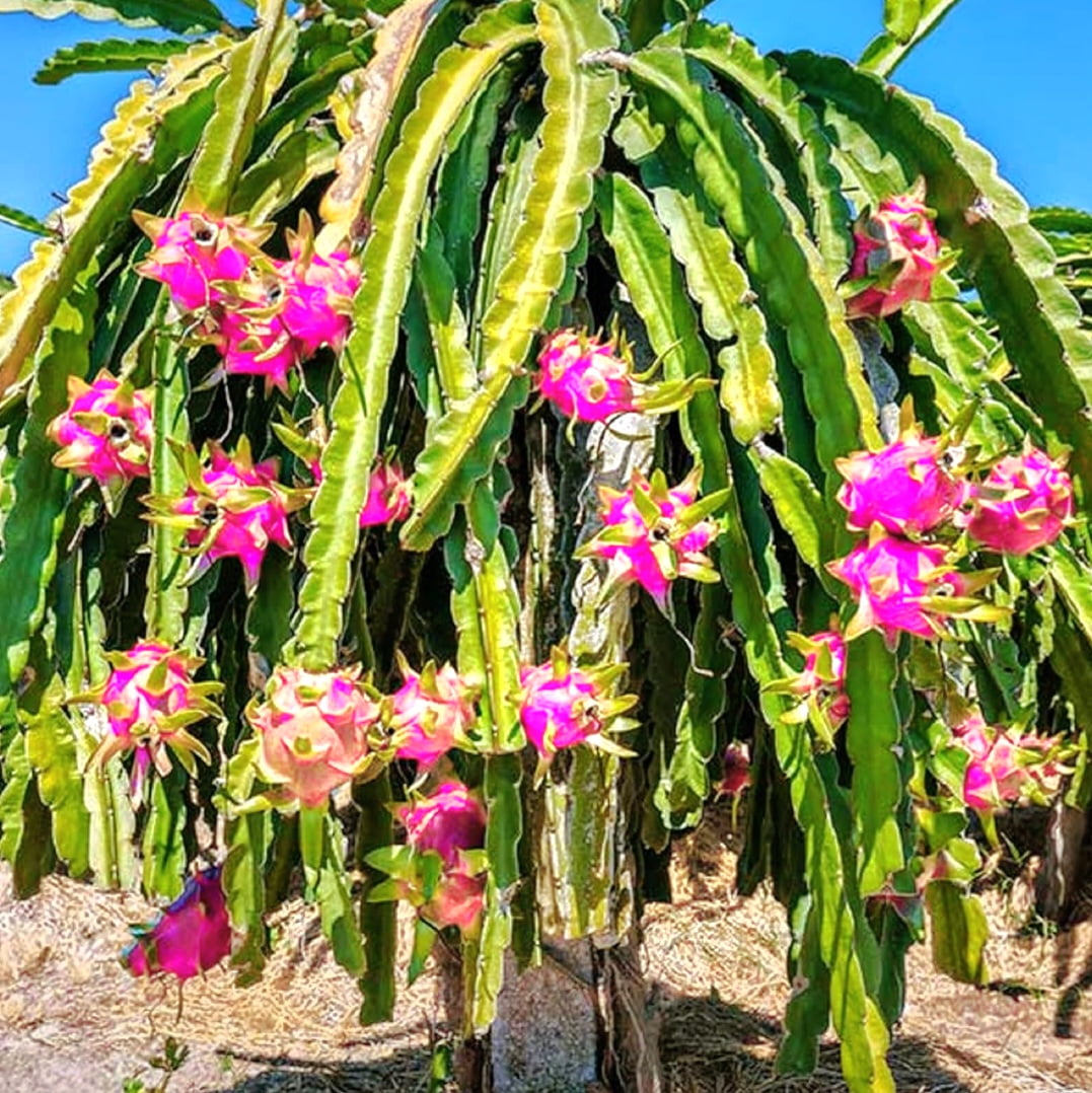 250 Dragon Seeds Mix Pitahaya Rare varieties pitaya Easily Grow ...