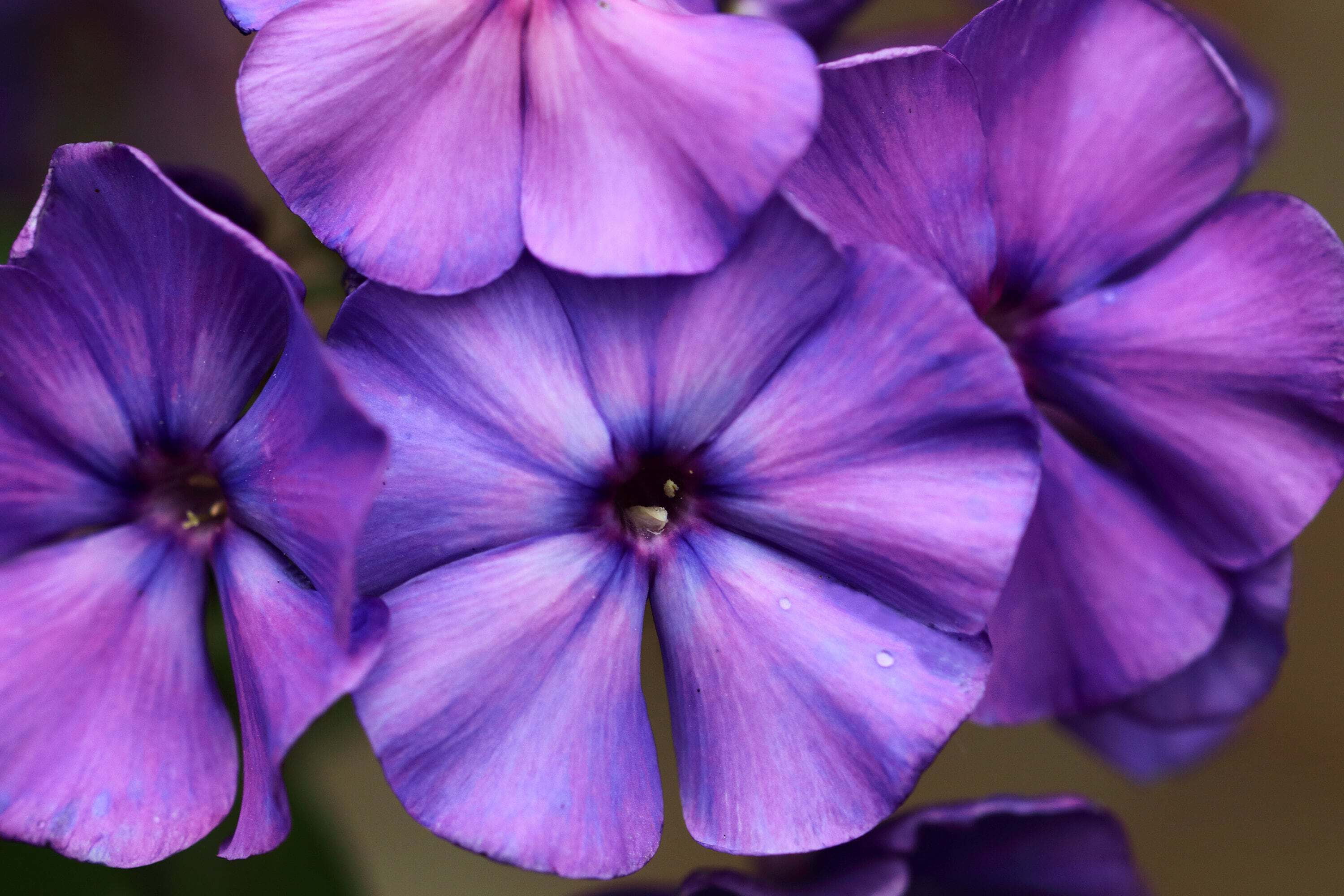 250 Dwarf Beauty Blue Phlox Drummondii Nana Compacta, Fragrant Violet ...