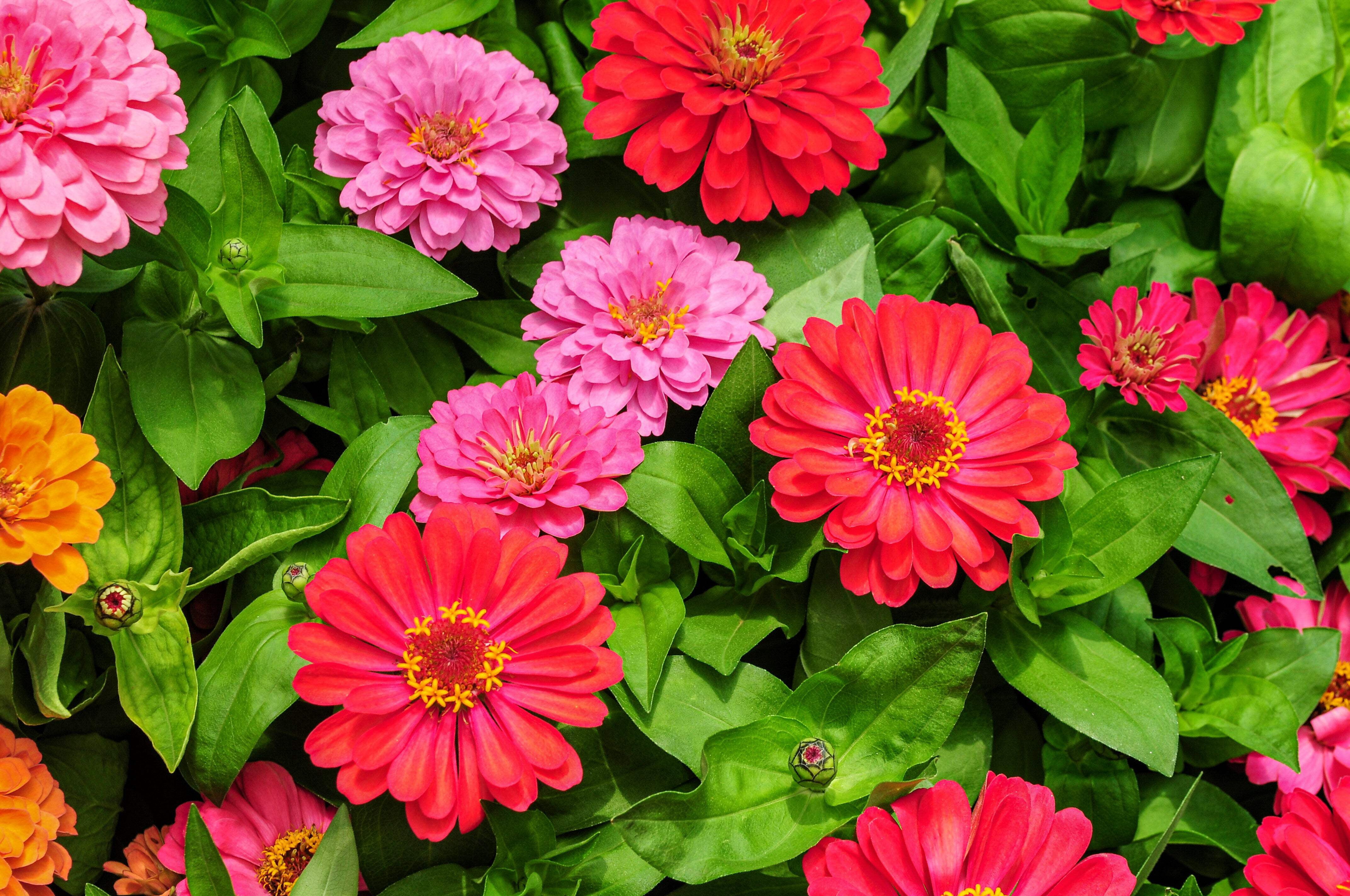 250 EXQUISITE ZINNIA Elegans Changes Color Red - Hot Pink Pale Pink ...