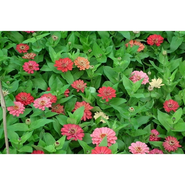 250 EXQUISITE ZINNIA Elegans Changes Color Red - Hot Pink Pale Pink ...