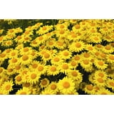 250 GOLDEN MARGUERITE DAISY Dyer's Yellow Chamomile Anthemis Tinctoria ...