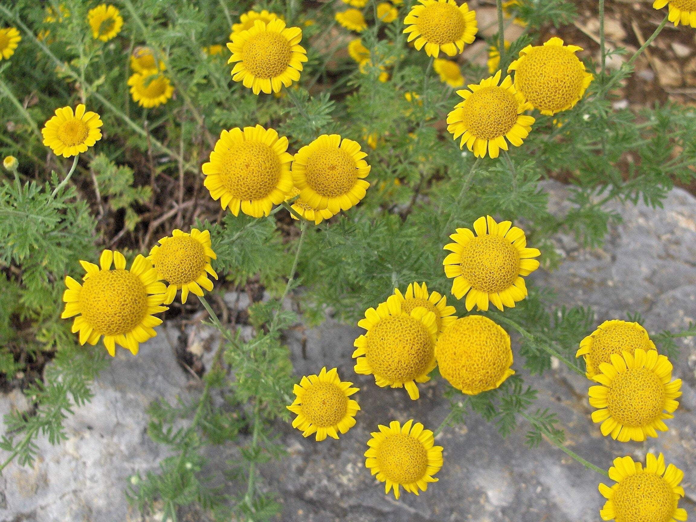 250 GOLDEN MARGUERITE DAISY Dyer's Yellow Chamomile Anthemis Tinctoria ...