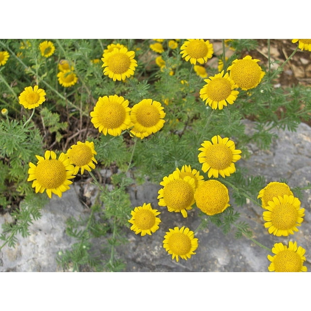 Seedville 250 Golden Marguerite Daisy Plant Seeds - Walmart.com
