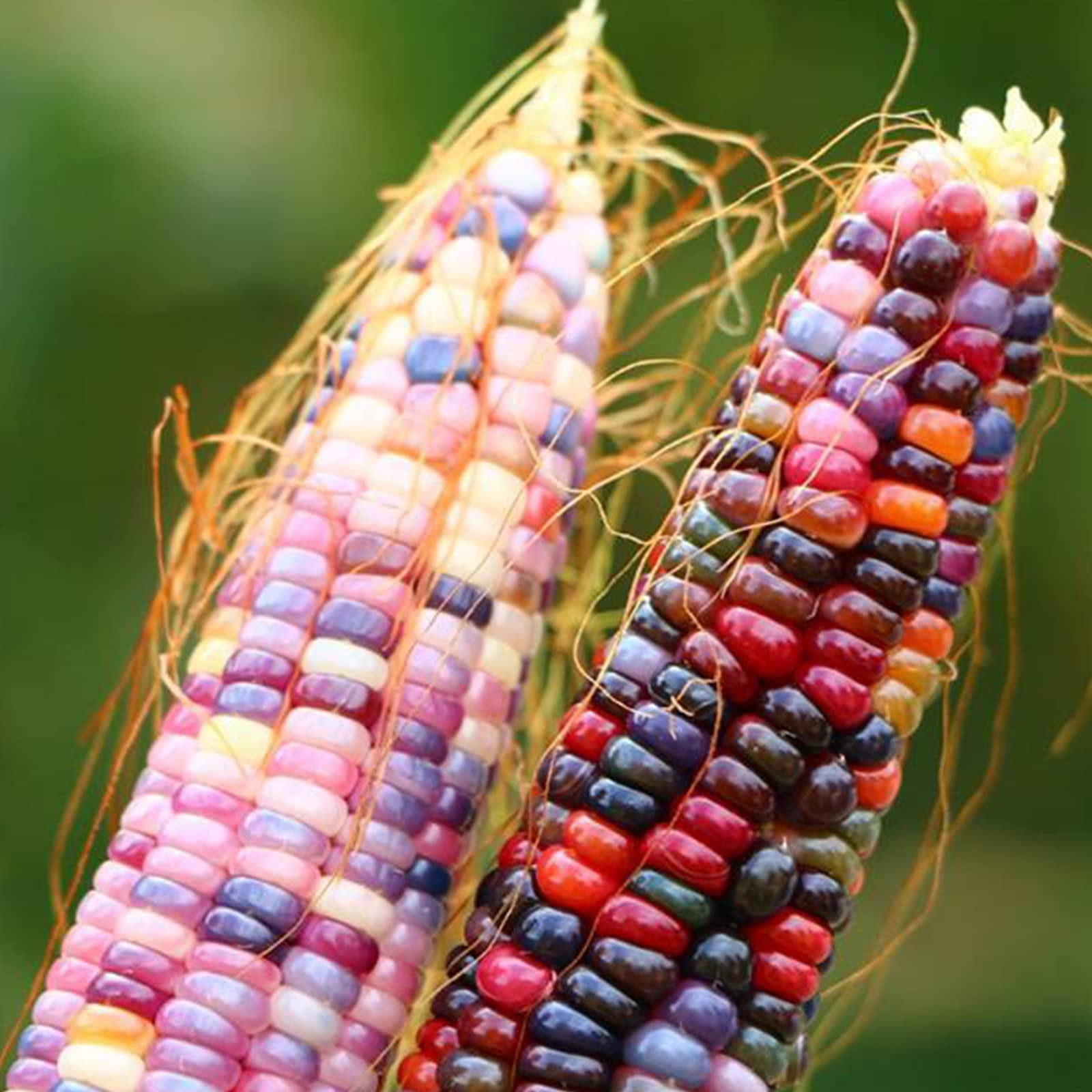 250+Glass Gem Corn Seeds for Planting Vegetables and Fruits,Heirloom ...