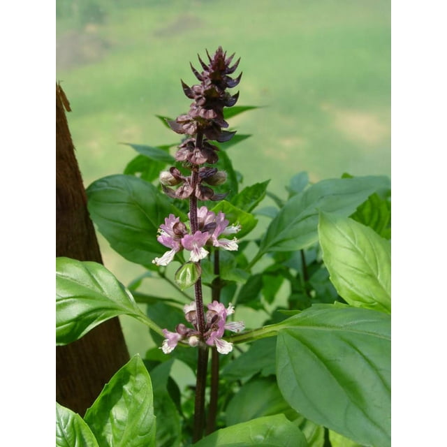 250 Green Tulsi HOLY BASIL Ocimum Sanctum Tenuiflorum Herb Flower Seeds ...