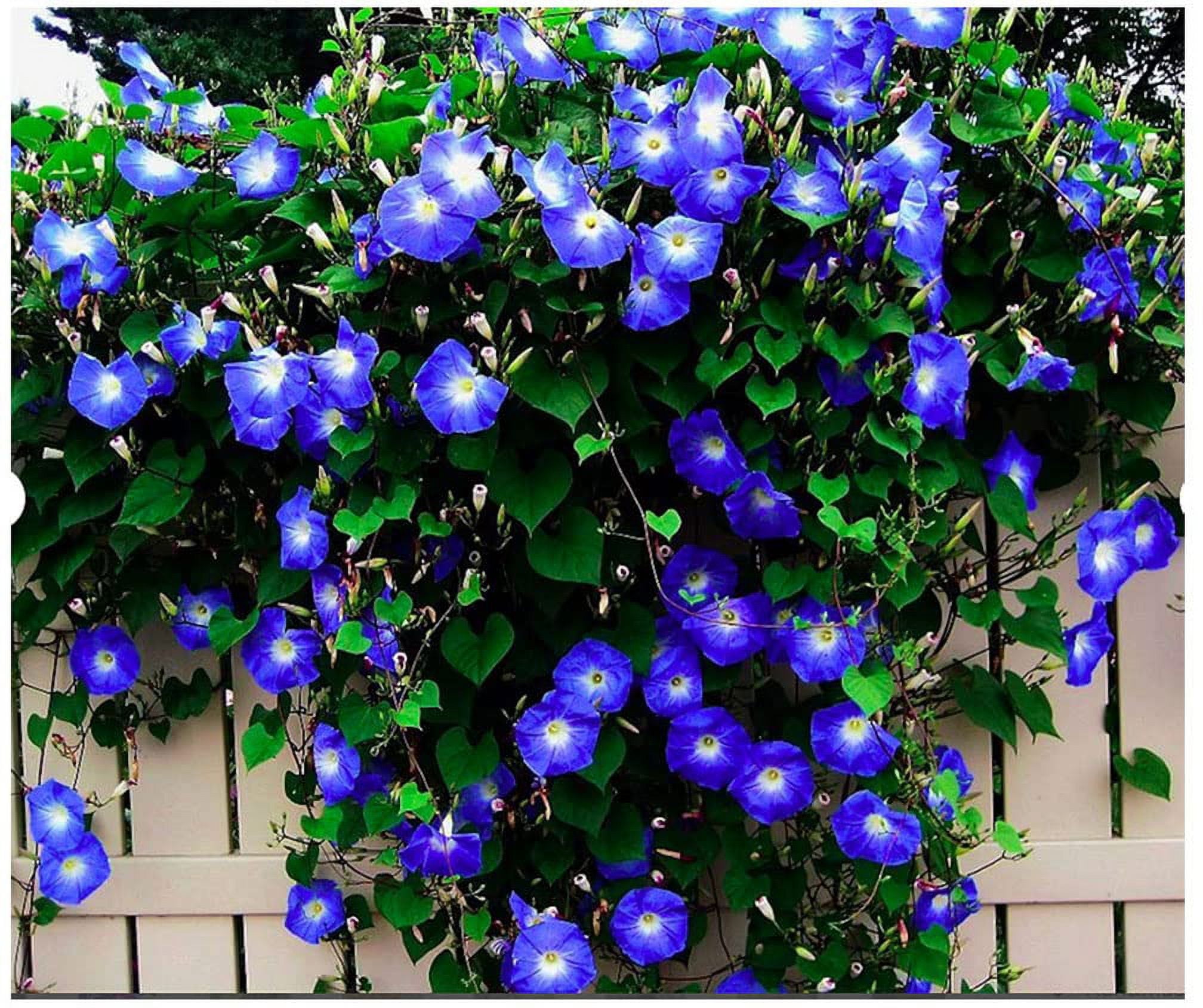 250 Heavenly Blue Morning Blooming Vine Seeds - Wonderful Climbing ...