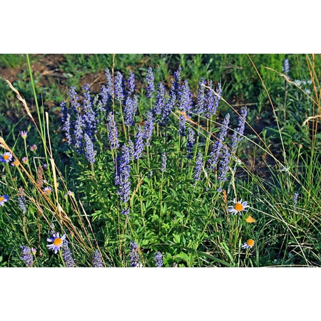 250 JAPANESE CATNIP Herb Purple Flower Jing Jie Schizonepeta Tenuifolia Seeds - Walmart.com