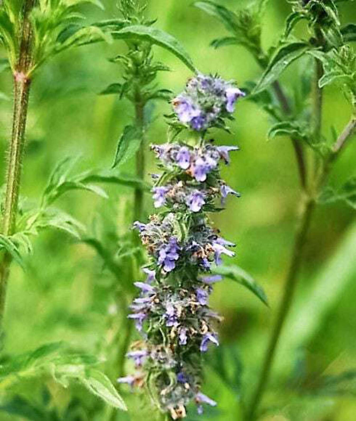 250 JAPANESE CATNIP Herb Purple Flower Jing Jie Schizonepeta Tenuifolia ...