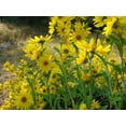 250 MAXIMILIAN (Prairie) SUNFLOWER Helianthus Maximiliani Flower Seeds ...