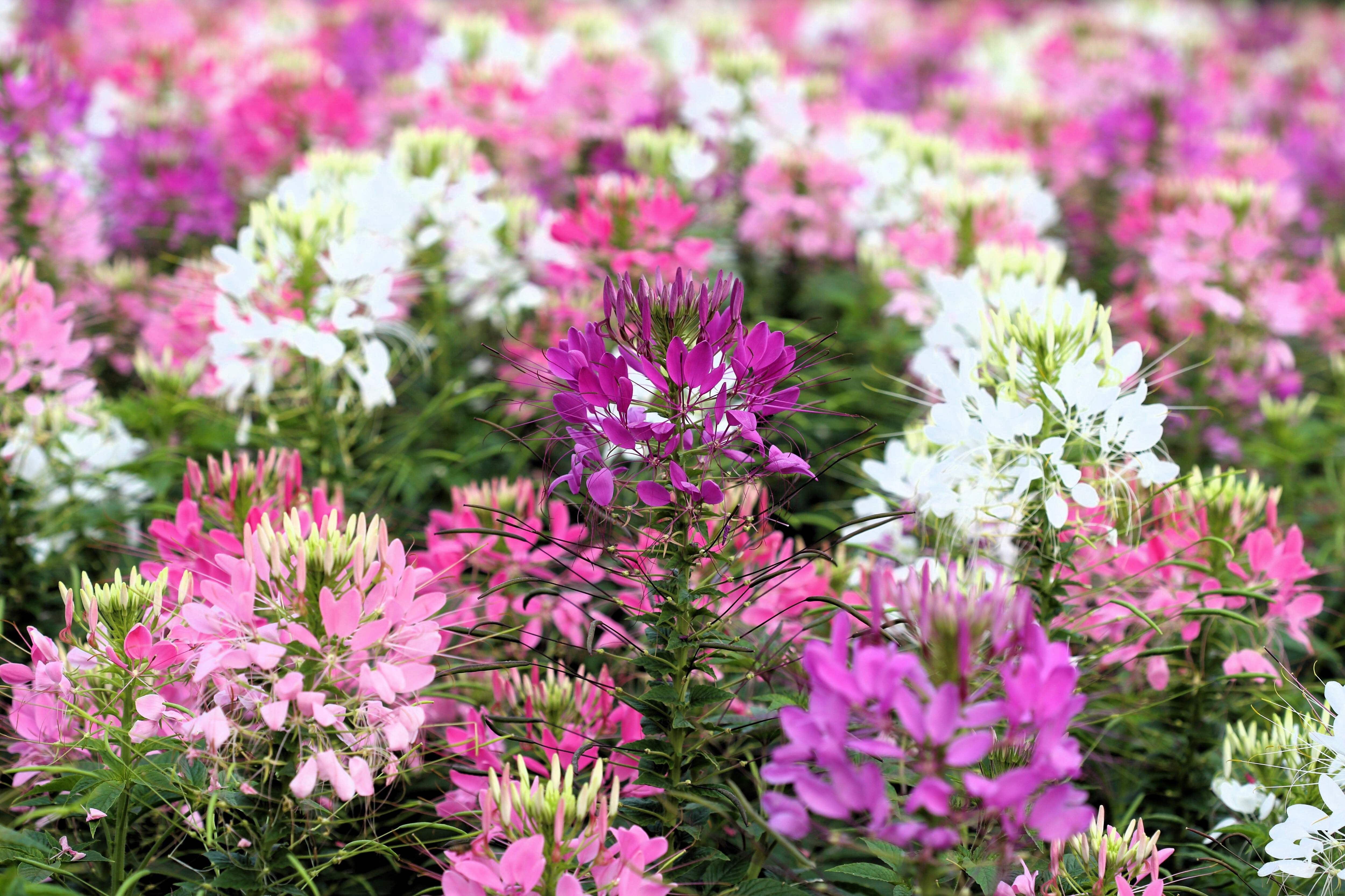 250 MIXED Colors QUEEN CLEOME (Spider Flower) Cleome Hassleriana Cleome ...