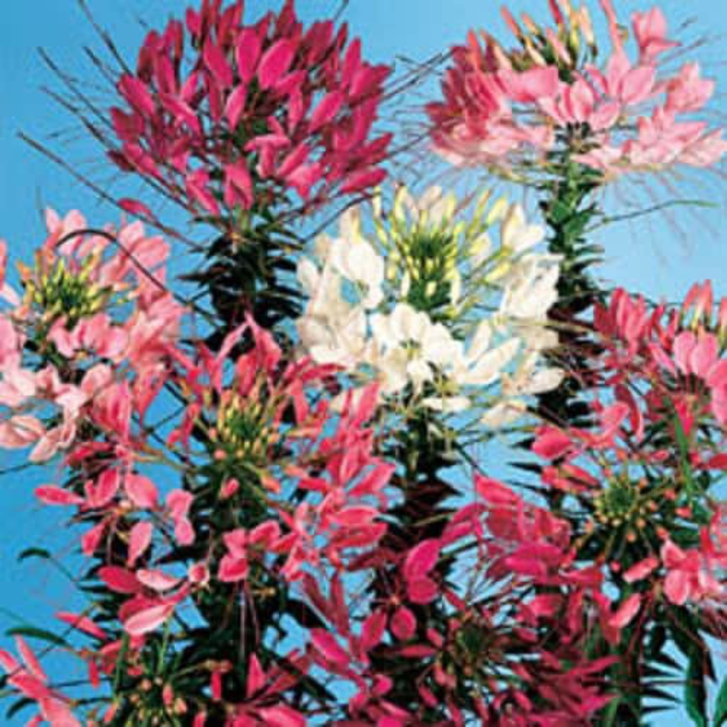 250 MIXED Colors QUEEN CLEOME (Spider Flower) Cleome Hassleriana Cleome ...