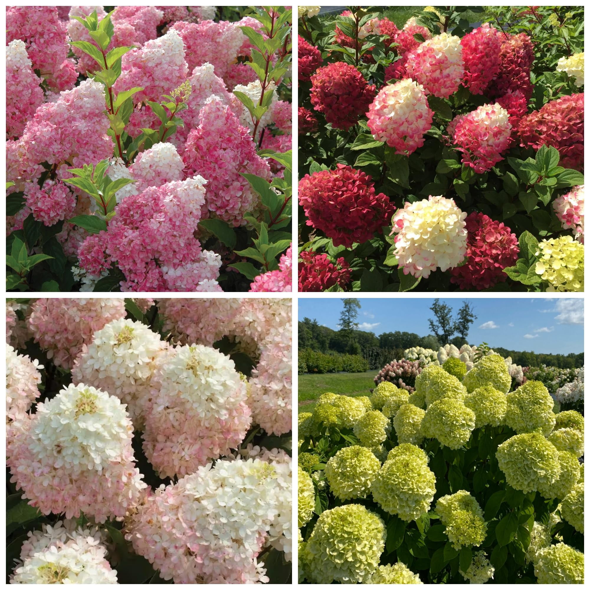 250+ Mixed Panicle Hydrangea Seeds for Planting MHD1Flowers Bush Plants ...