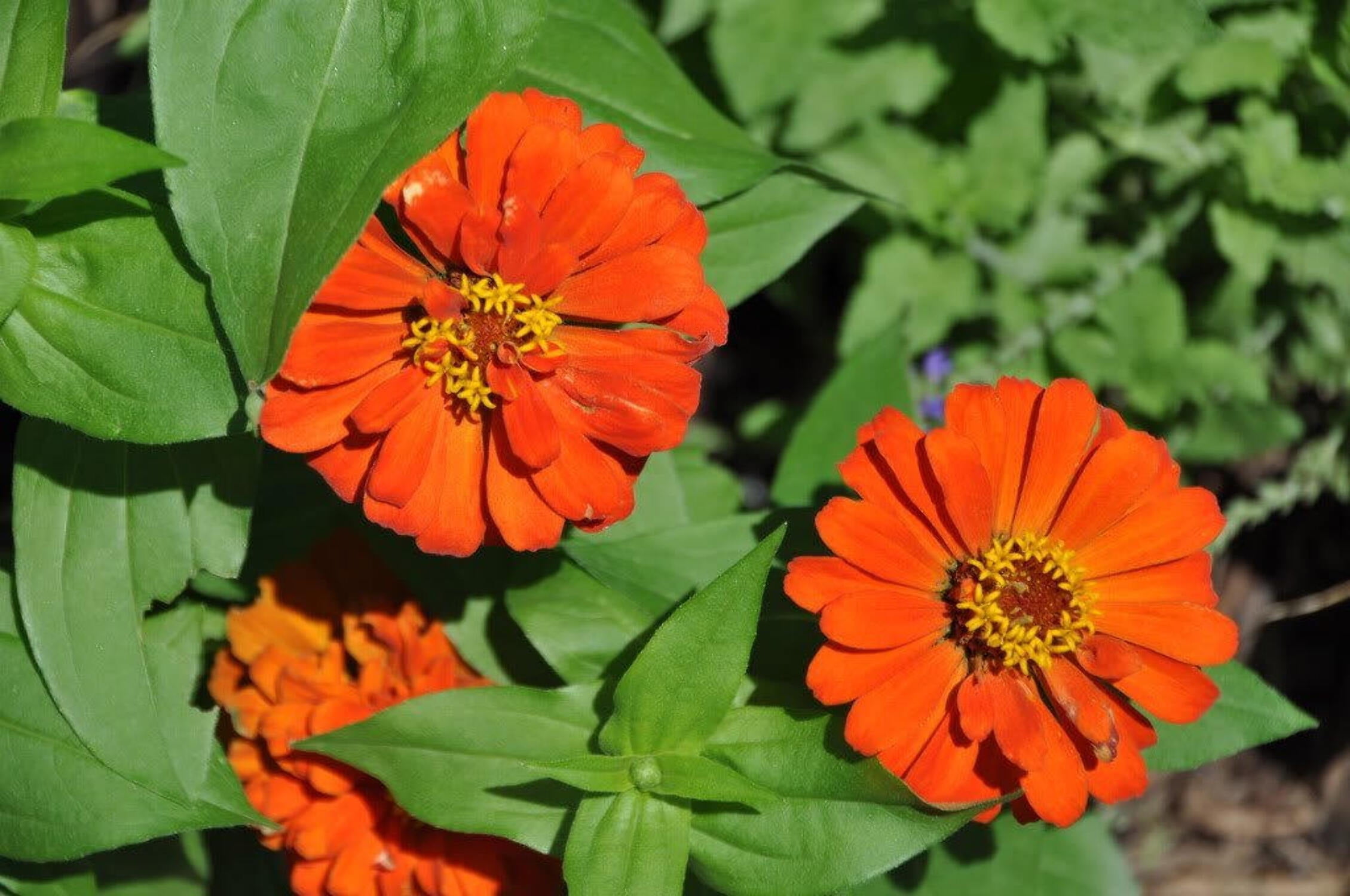 250 ORANGE CLASSIC ZINNIA Elegans (Narrow Leaf Zinnia / Creeping Zinnia ...