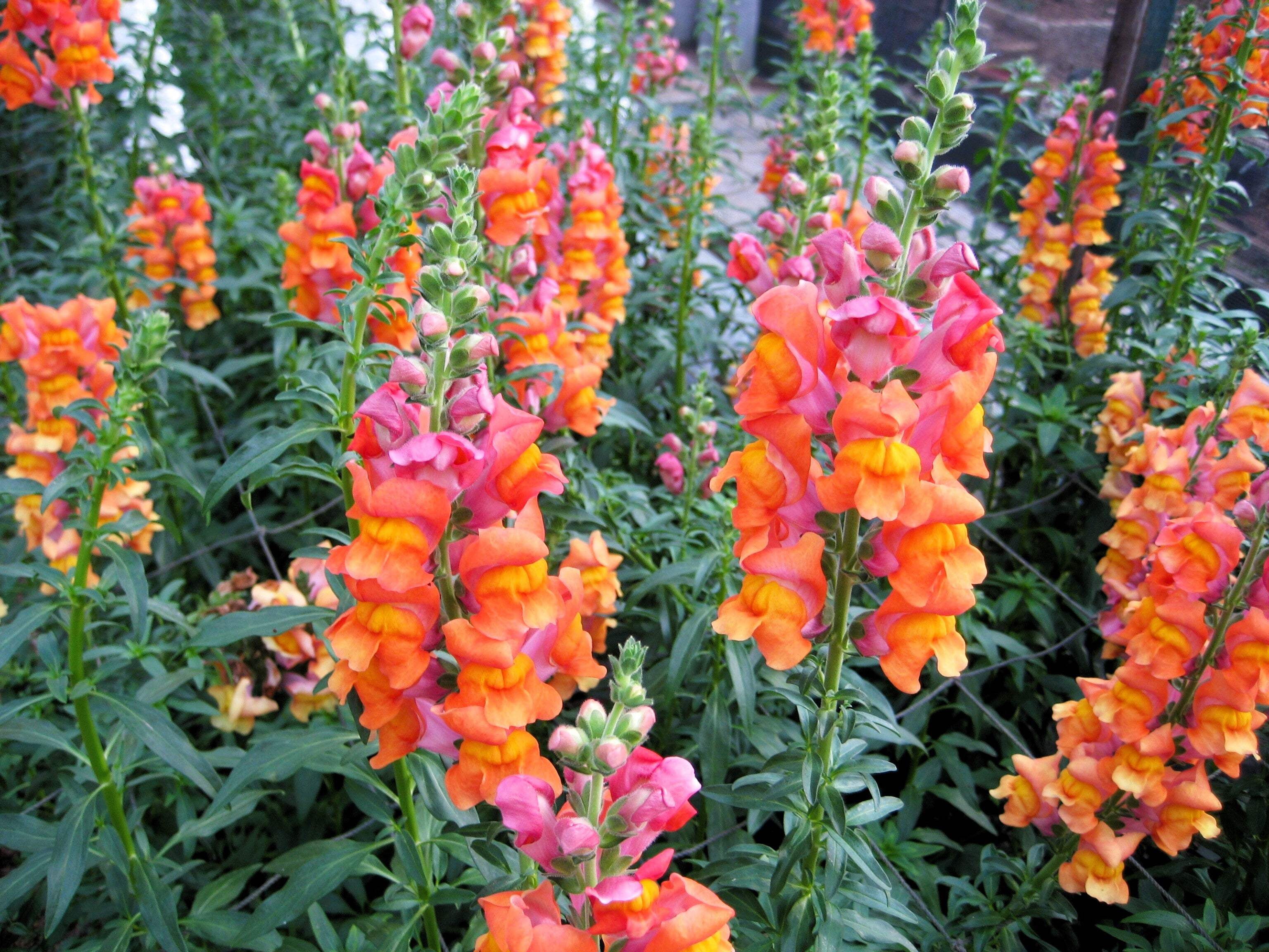 250 Fragrant Orange Wonder Snapdragon Antirrhinum Majus Plant Flower ...