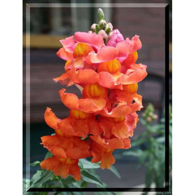 250 ORANGE WONDER SNAPDRAGON Antirrhinum Majus Flower Seeds - Walmart.com