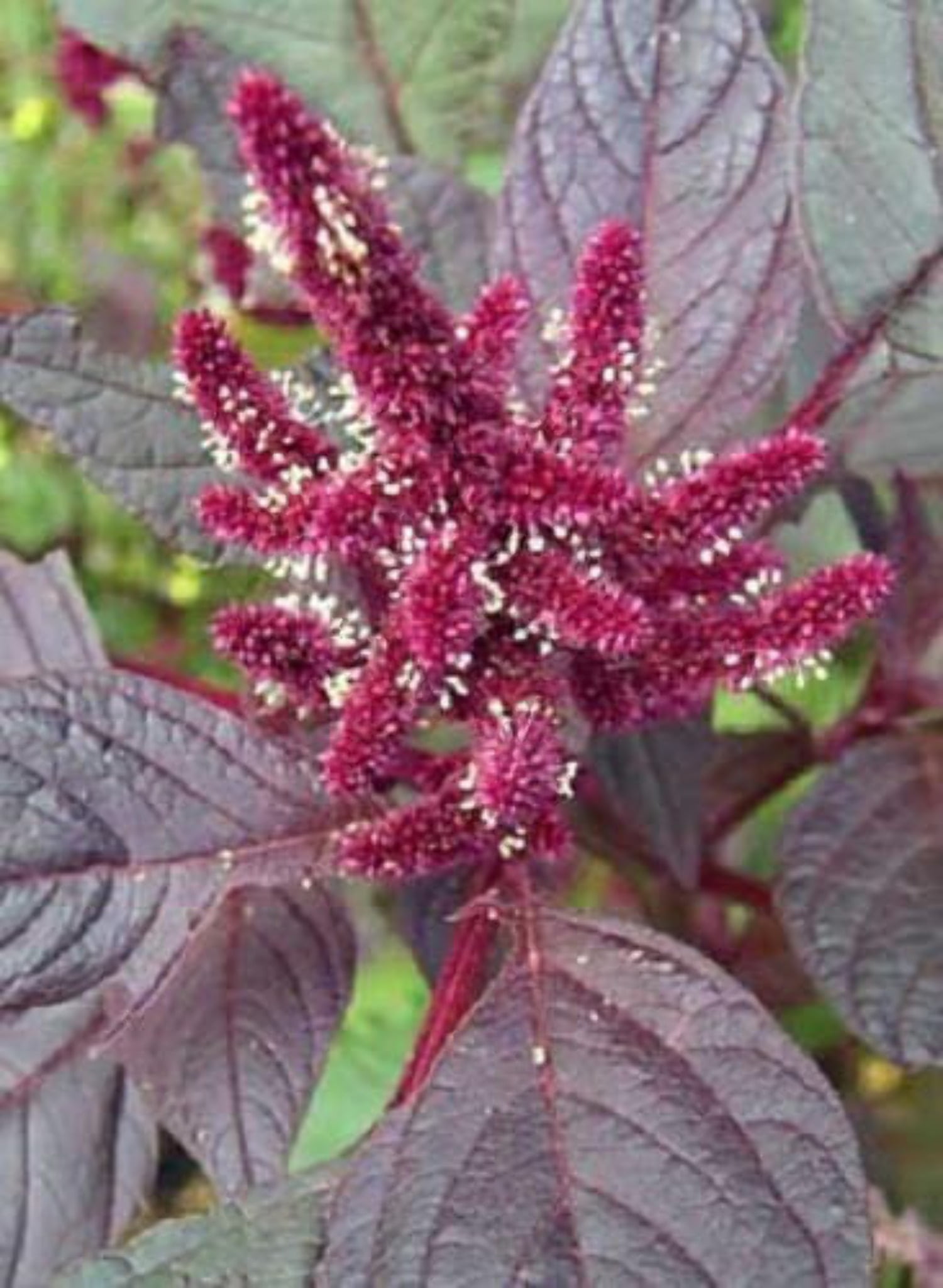 Seedville 250 Prince's Feather 'Oeschberg' Amaranthus Plant Seeds ...