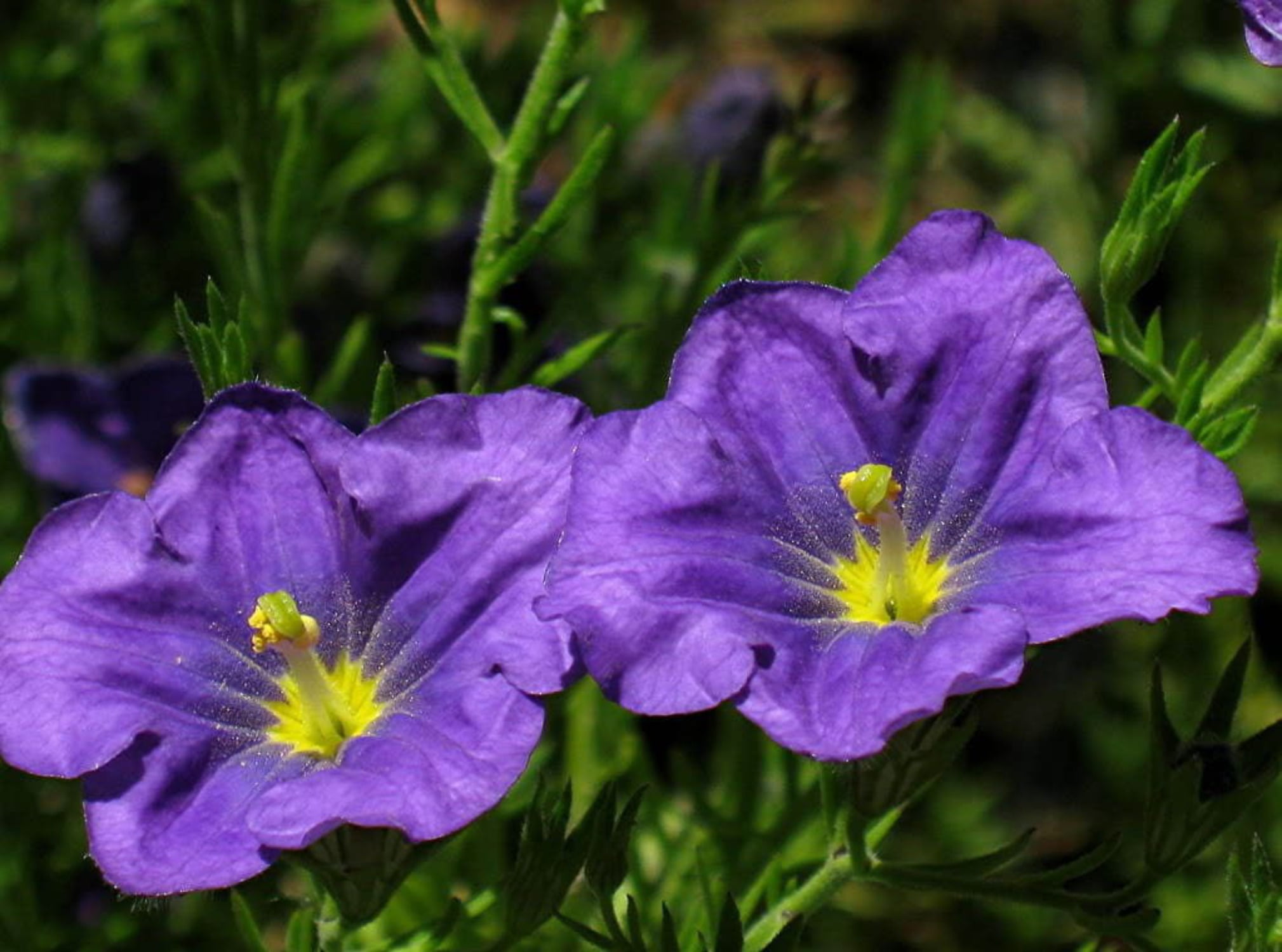 250 PURPLE Robe CUP FLOWER Nierembergia Hippomanica Caerulea Seeds ...